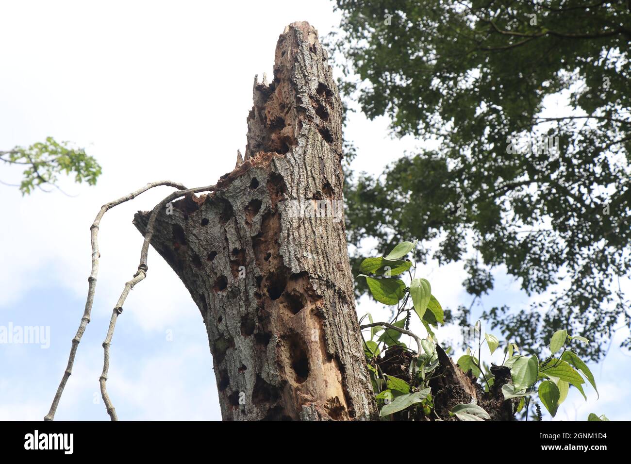 Woodpecker holes in the trunk of a tree for the search of wood pests ...