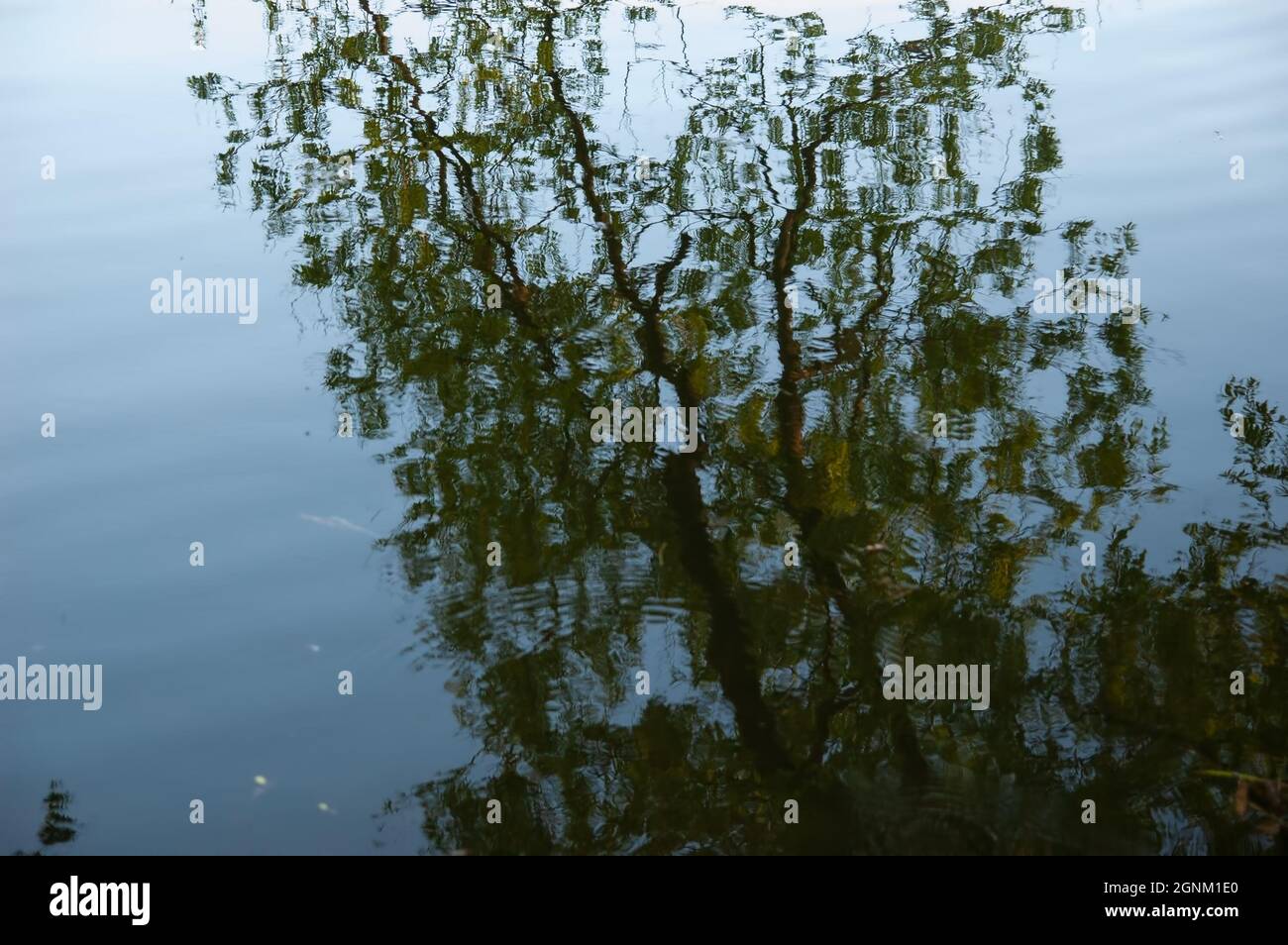 the green tree is reflected in the blue water Stock Photo - Alamy