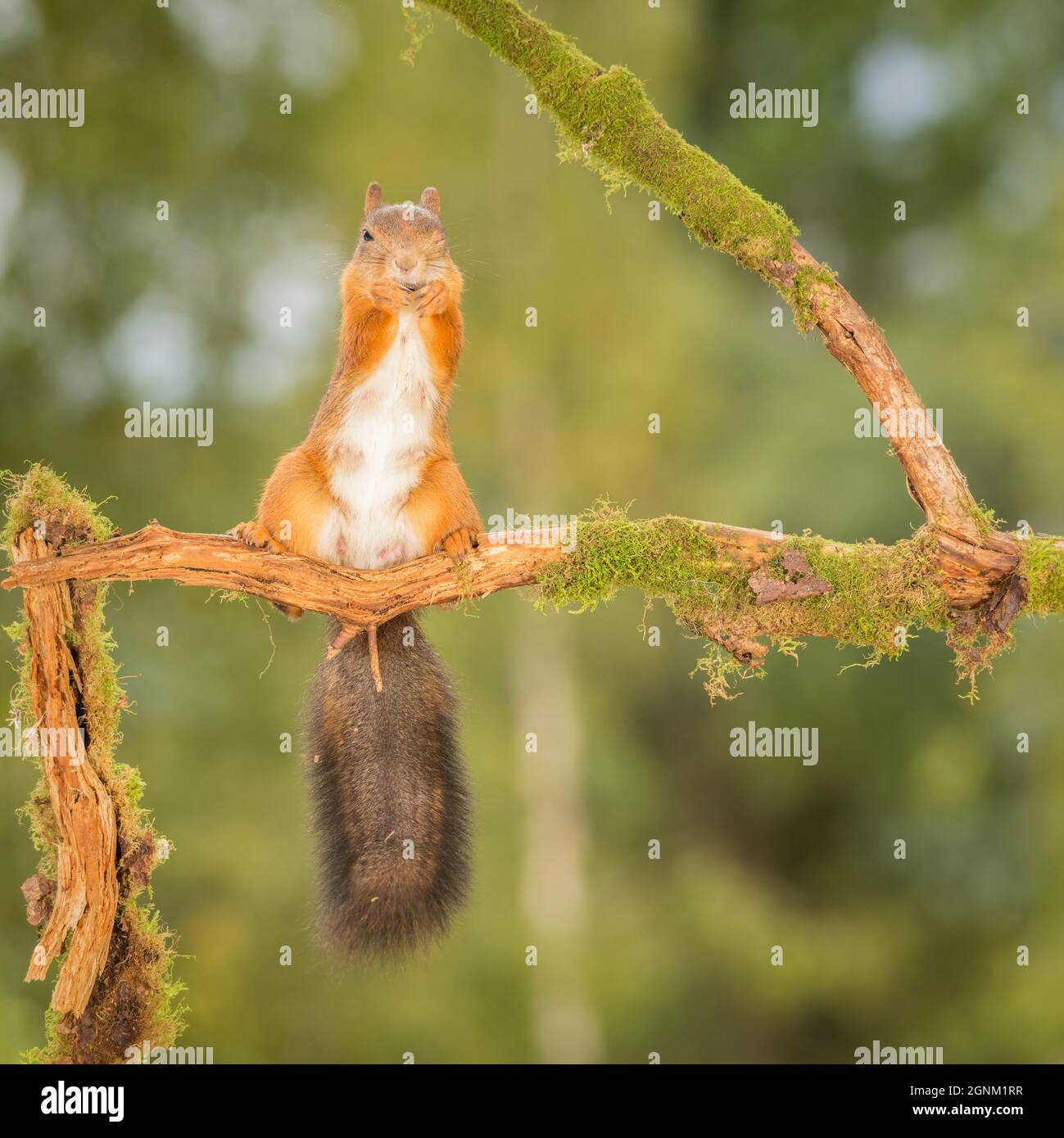 red squirrels standing on branch with moss Stock Photo - Alamy