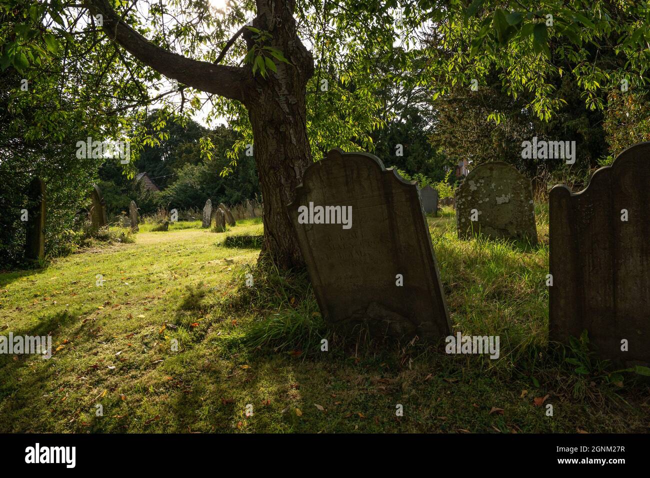 Ancient gravestones beneath old tree in peaceful Welsh churchyard Stock ...