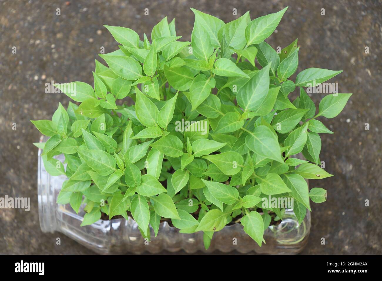Top view of Fresh chili leaves, Young and fresh chili plants with ...