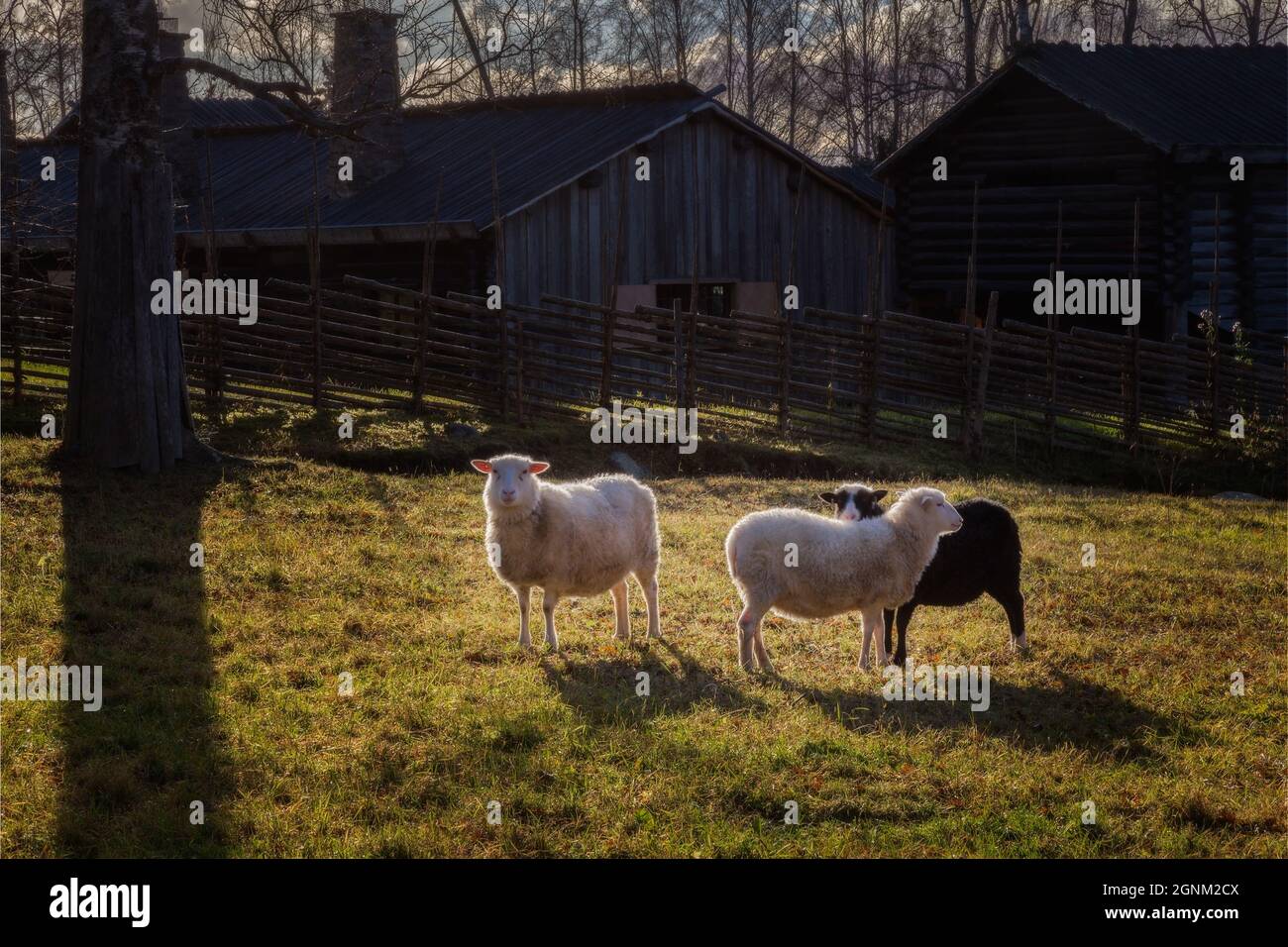 Light and shadow sheep hi-res stock photography and images - Alamy