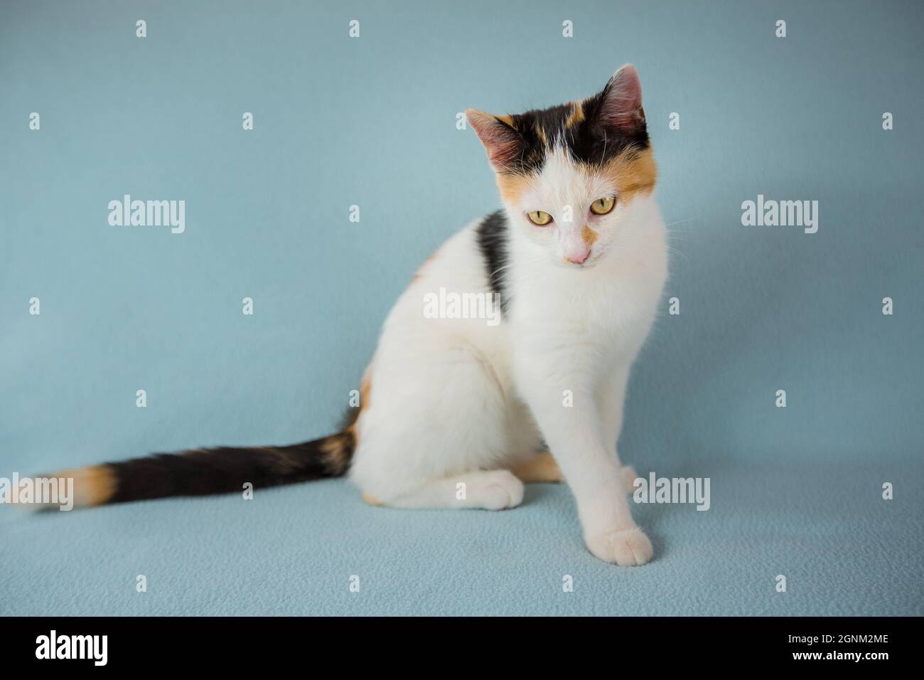 Closeup kitten thoughtful face, sitting indoors on a sofa, looking down ...