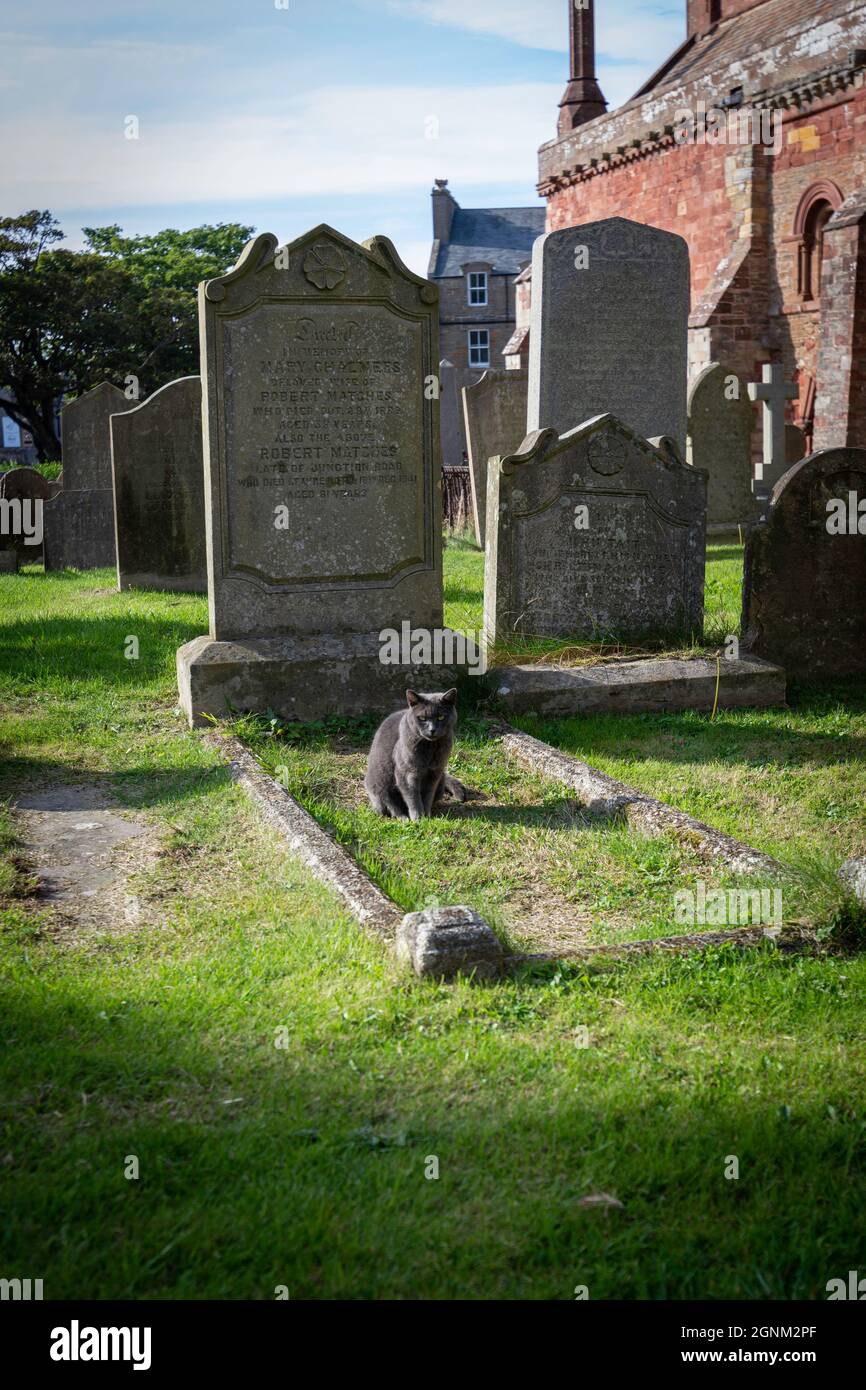 Cat in graveyard hi-res stock photography and images - Alamy