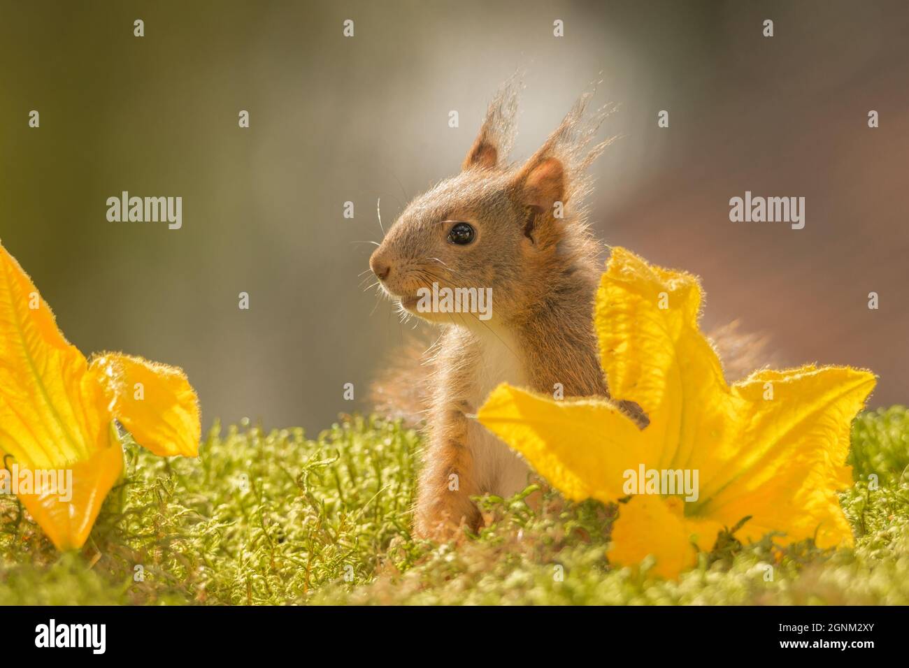 Red squirrel stand between flowers hi-res stock photography and images ...