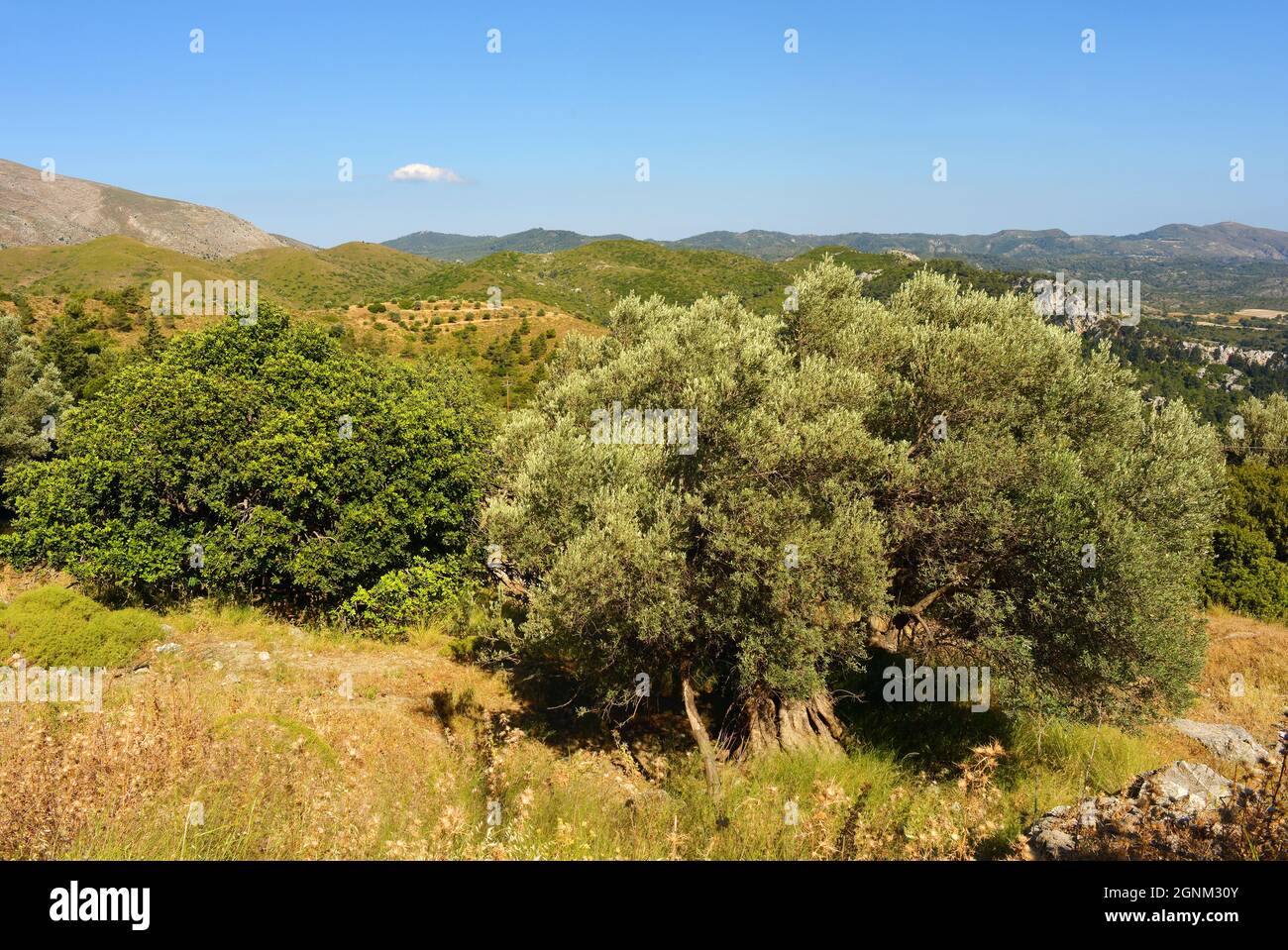 Landscape at Rhodes, Island, olive trees, mountains and nature Stock ...