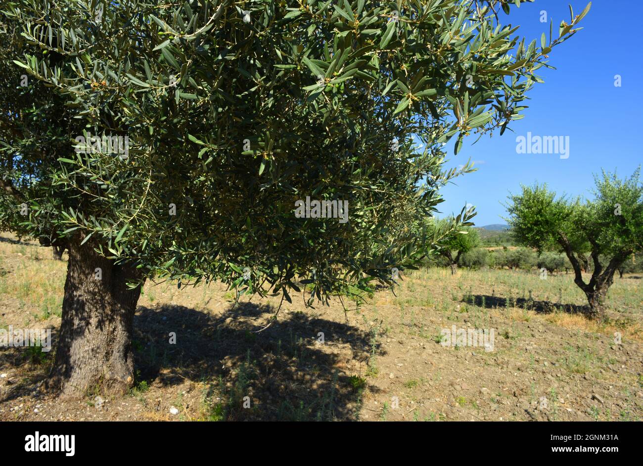 Old olive tree detail in greece Stock Photo - Alamy