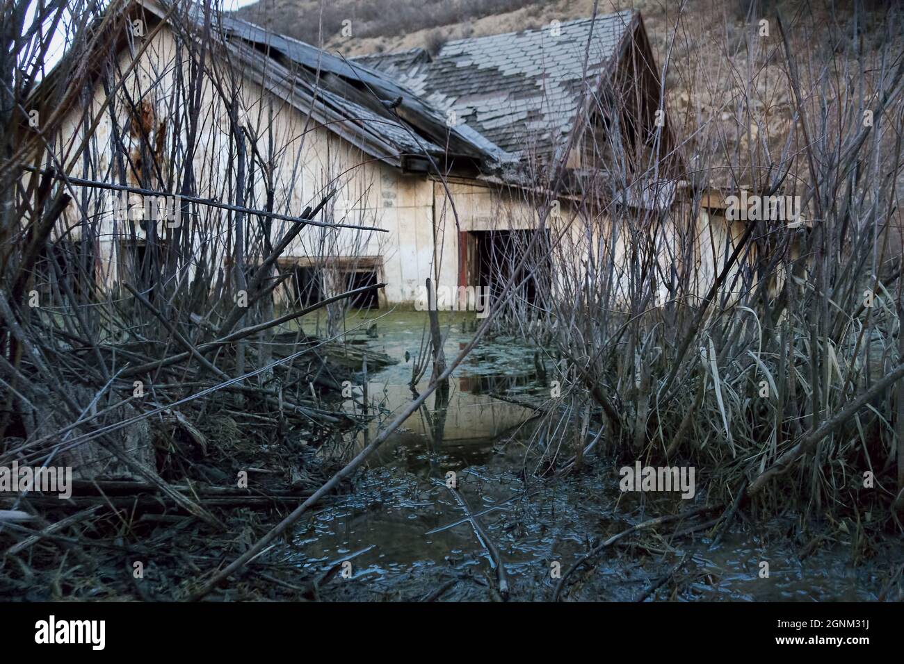 An old abandoned building in dirty swamp water covered in tree branches ...
