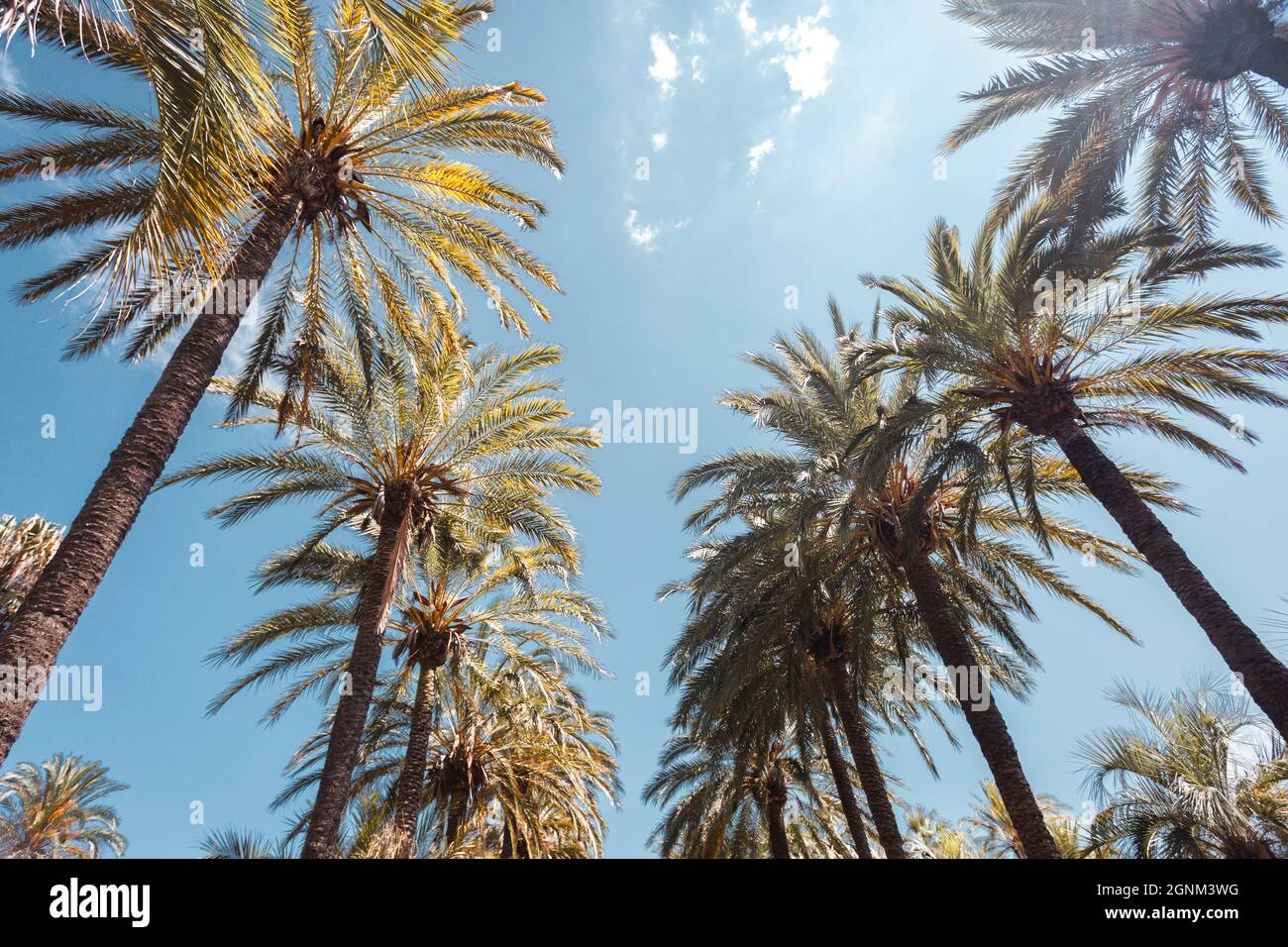 Tall palm trees on Promenade de la Croisette in Cannes, Cote d'Azur, French Riviera Stock Photo ...