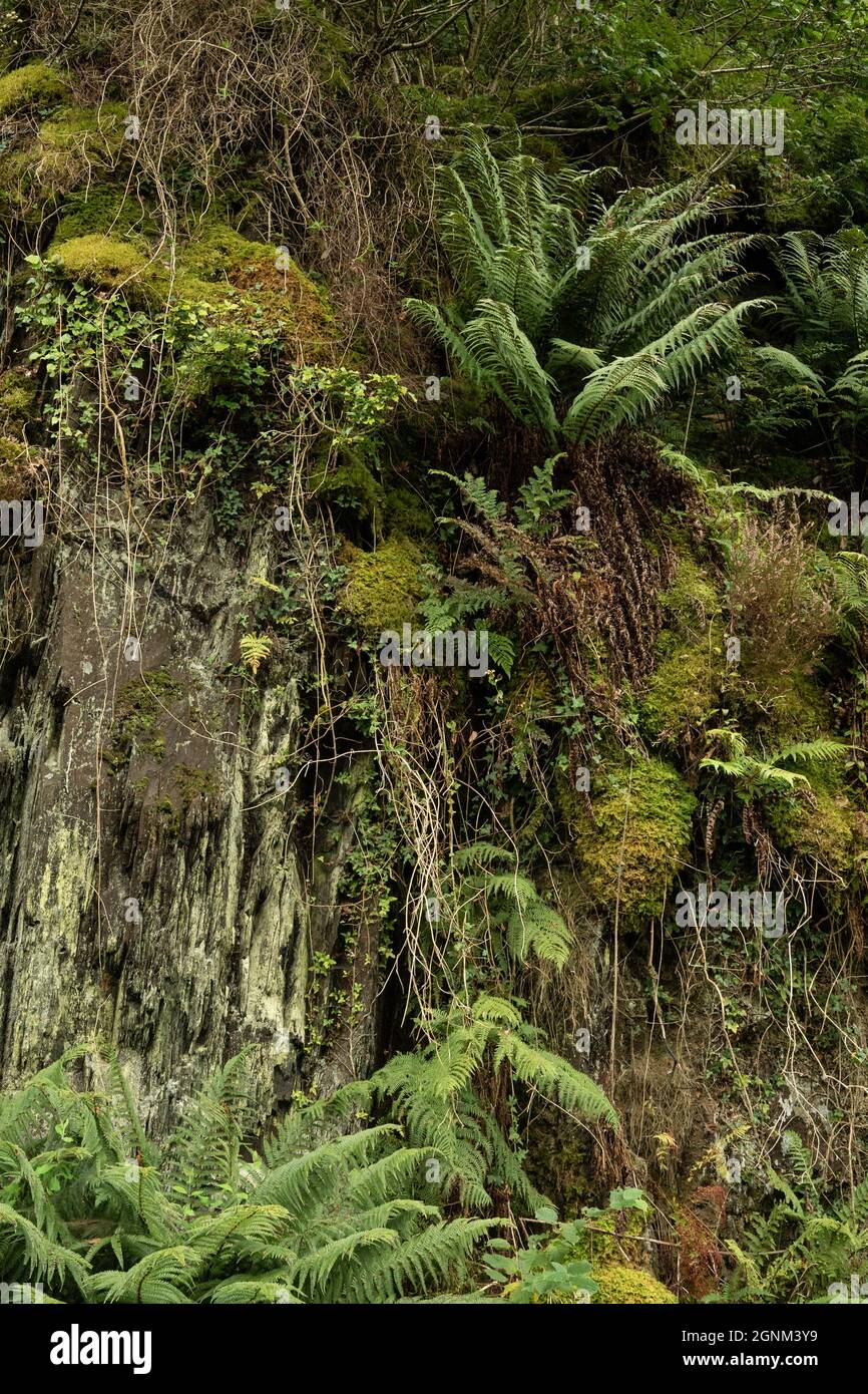 Lush green ferns and moss growing on rocky cliff face in Welsh ...