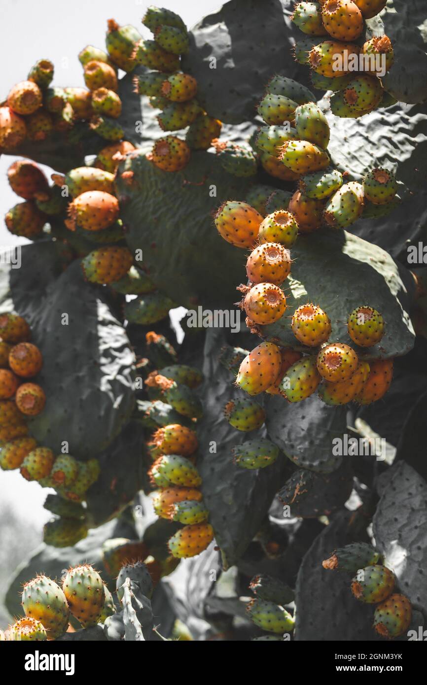 Natural prickly pear cactus aka opuntia ficus indica aka fico d’India ...