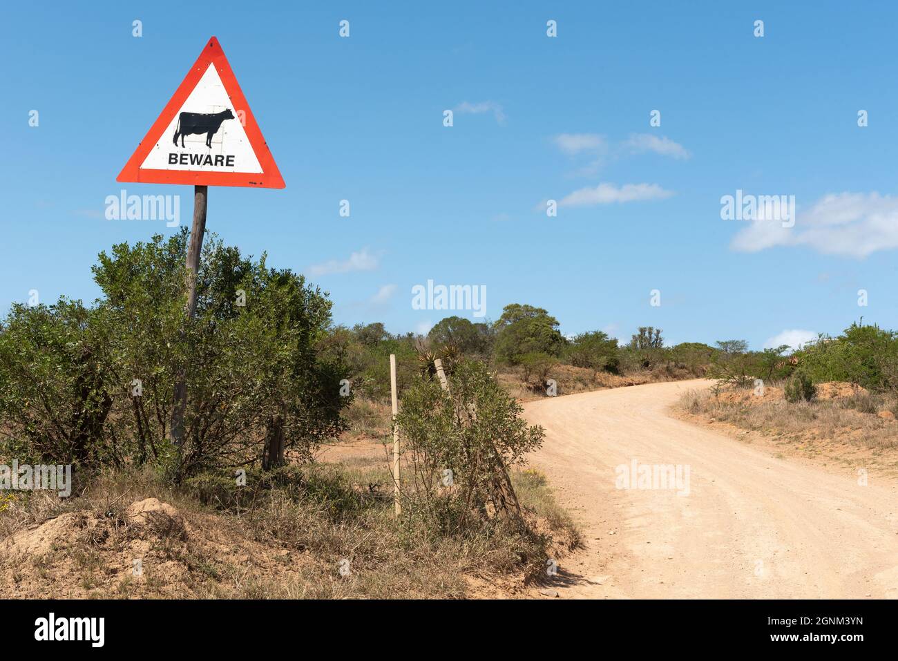 Beware of Cows warning sign on dirt road near Southwell, Eastern Cape ...