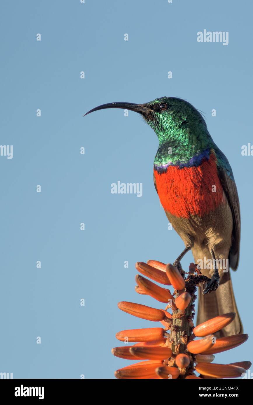 Greater Double-collared Sunbird, Cinnyris afer, in Grahamstown/Makhanda ...