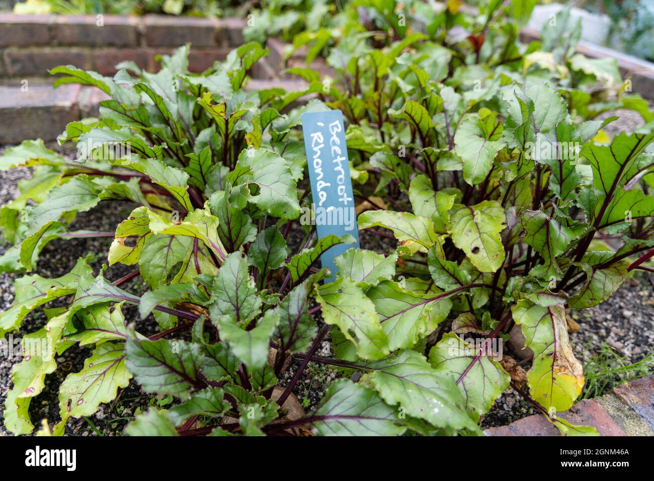 Beetroot plant in the English garden display at the Eden Project in ...