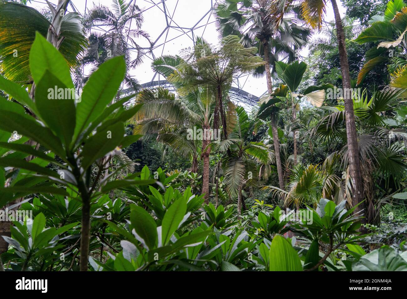 Foreign plants hi-res stock photography and images - Alamy