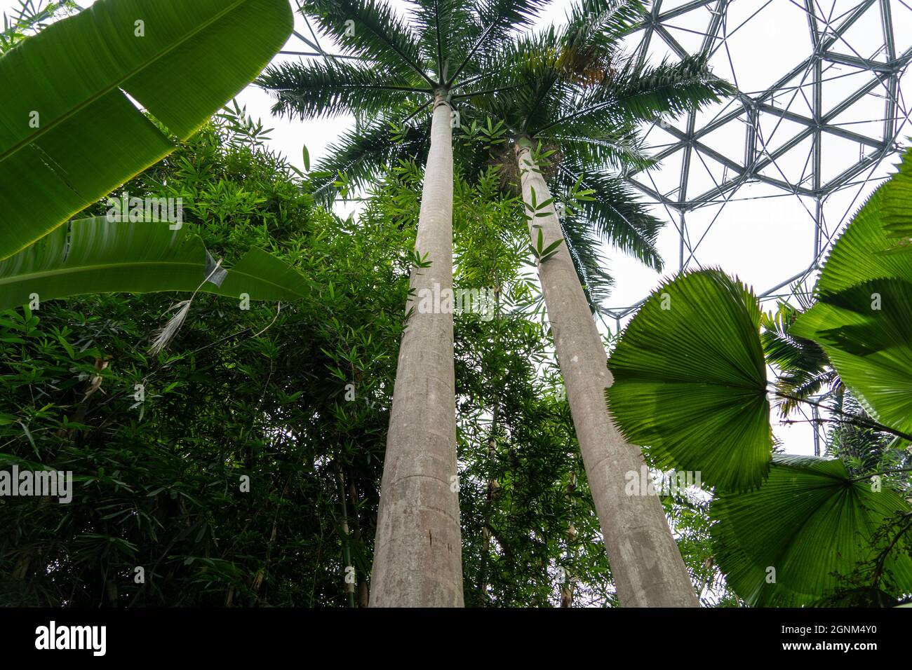 Large tree at the Eden Project in Cornwall, UK. 08.09.21 Stock Photo ...