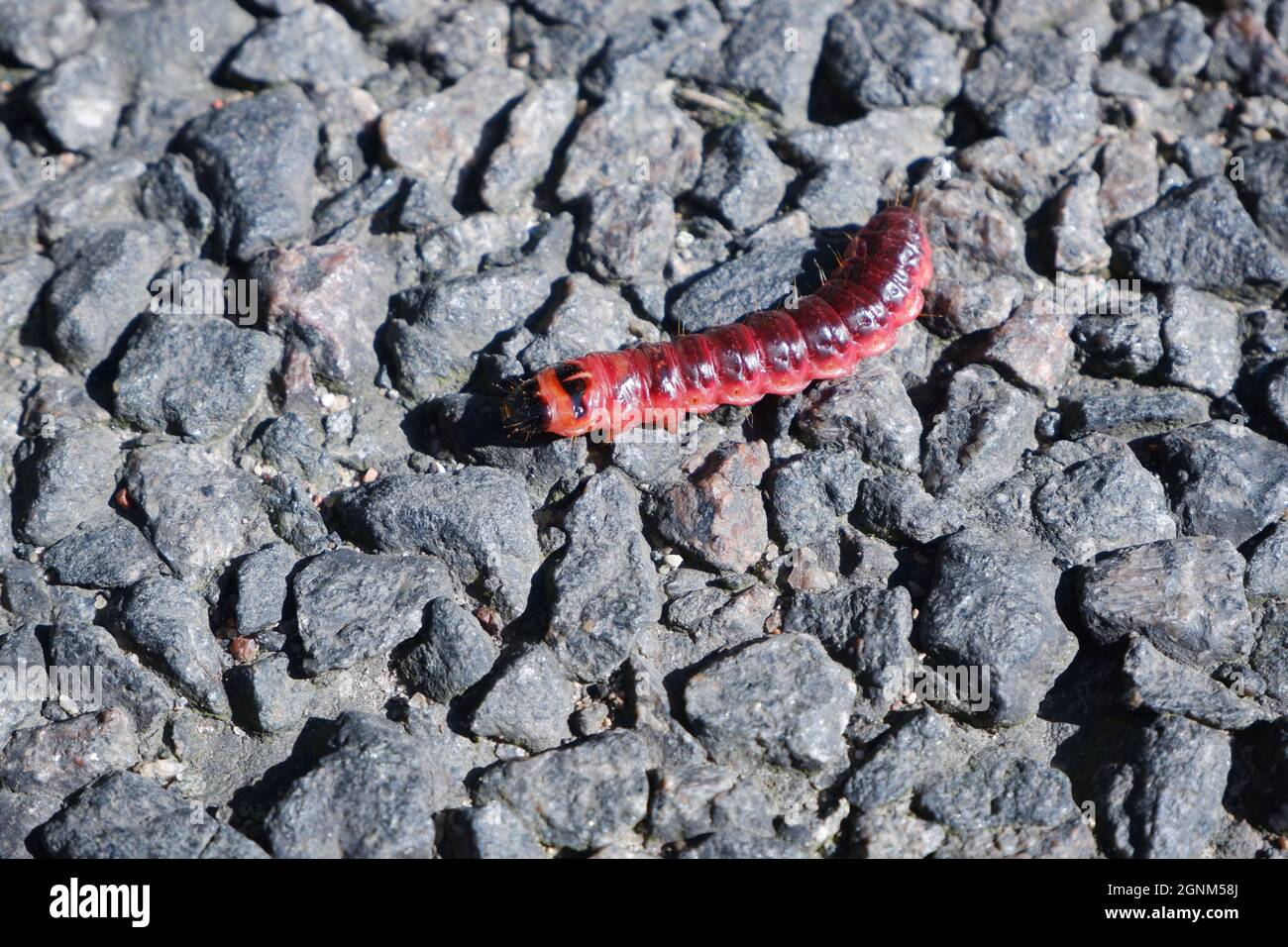 Black red caterpillar hi-res stock photography and images - Alamy