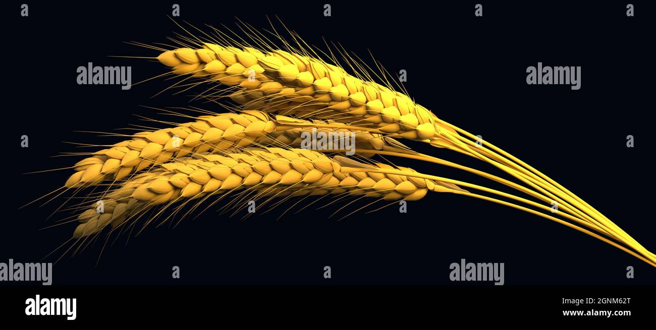 golden wheat sheaf, rural harvest isolated - nature 3D illustration ...