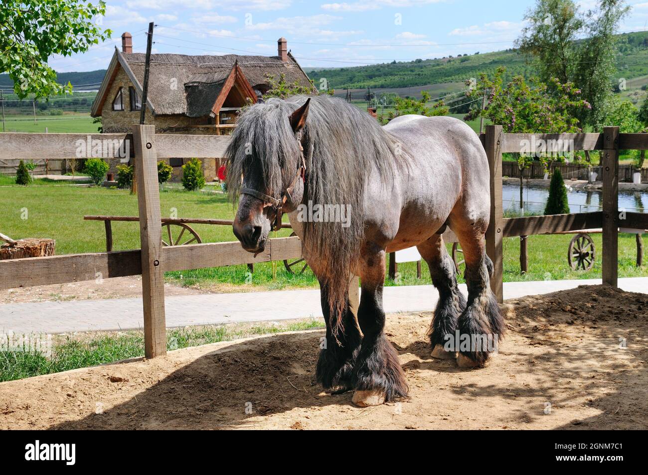 A beautiful Irish horse in an aviary on a ranch Stock Photo - Alamy