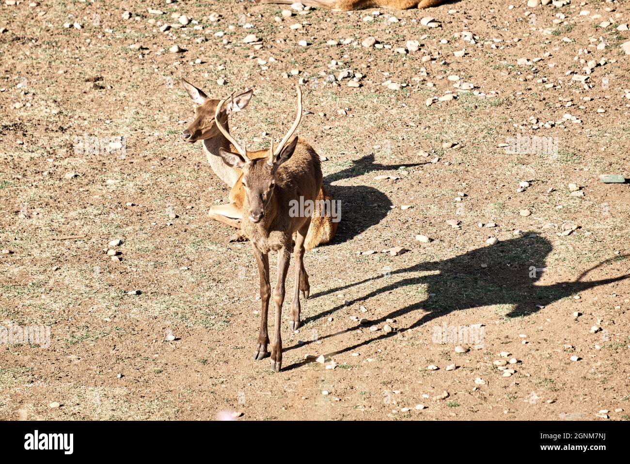 Cartoon animals in the forest hi-res stock photography and images - Alamy