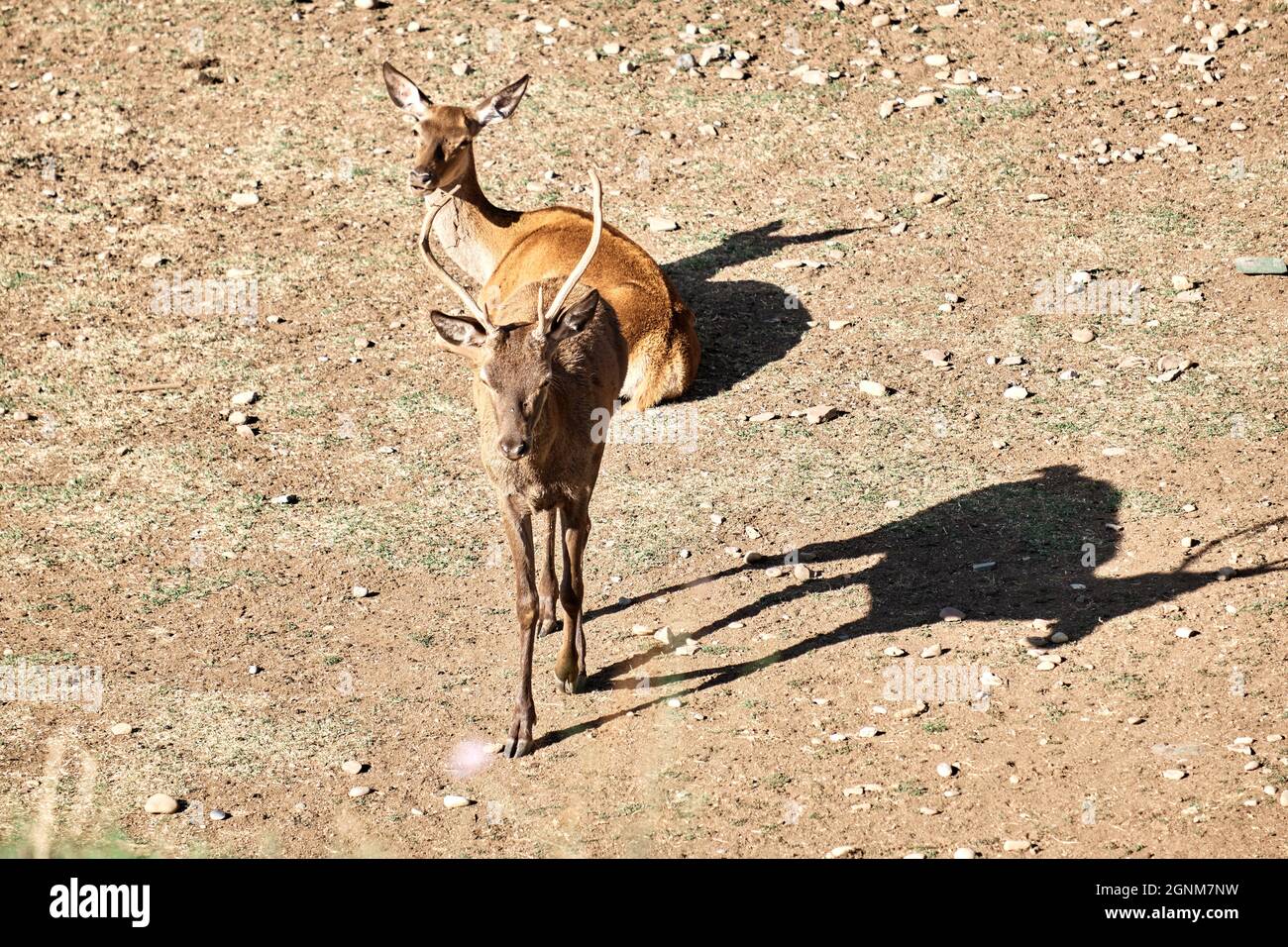 Cartoon animals in the forest hi-res stock photography and images - Alamy