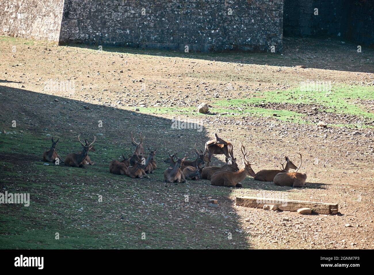 Cartoon forest animals hi-res stock photography and images - Alamy