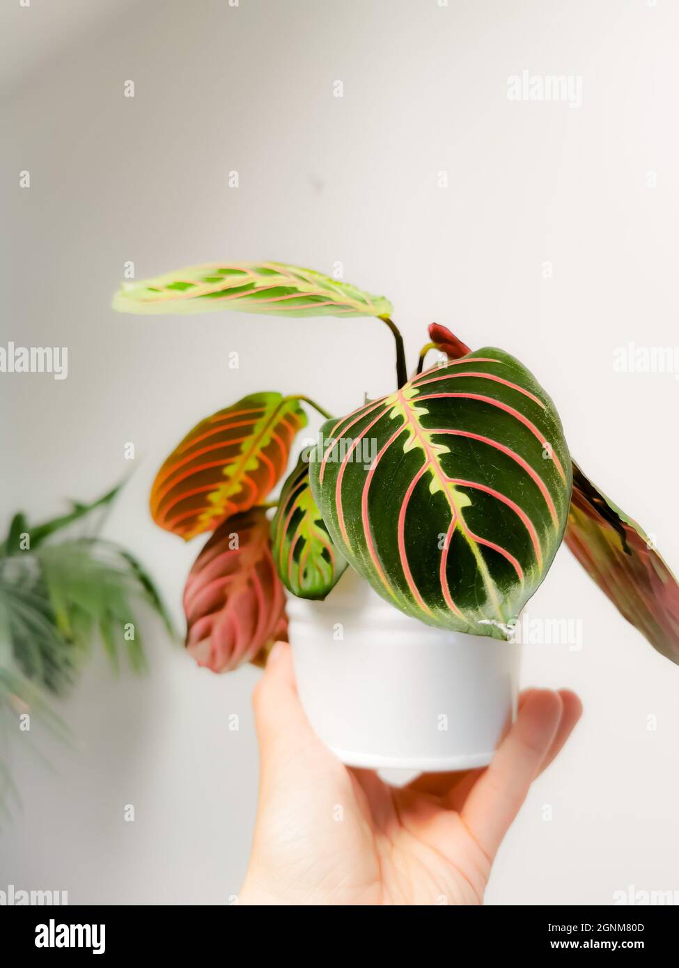 Maranta leuconeura hi-res stock photography and images - Alamy