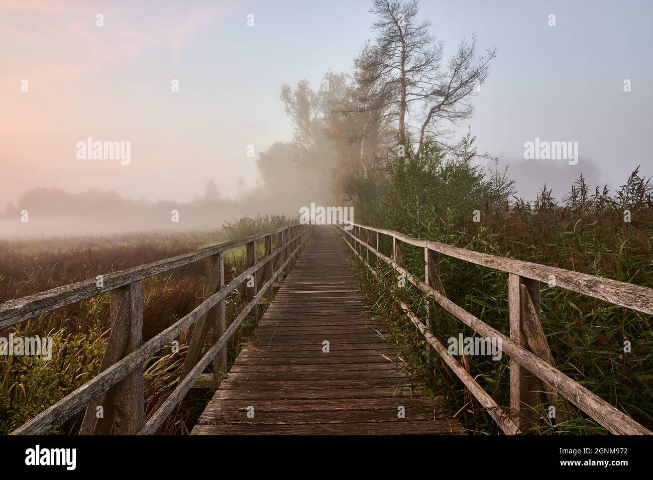 Wooden boardwalk Federseesteg leading through reed landscape at sunrise ...