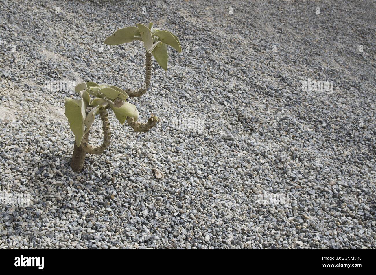 A closeup shot of a tropical plant growing in the sand at the beach ...
