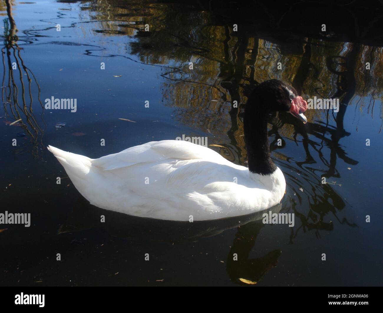 A high angle shot of a white swan with black neck in water with tree ...