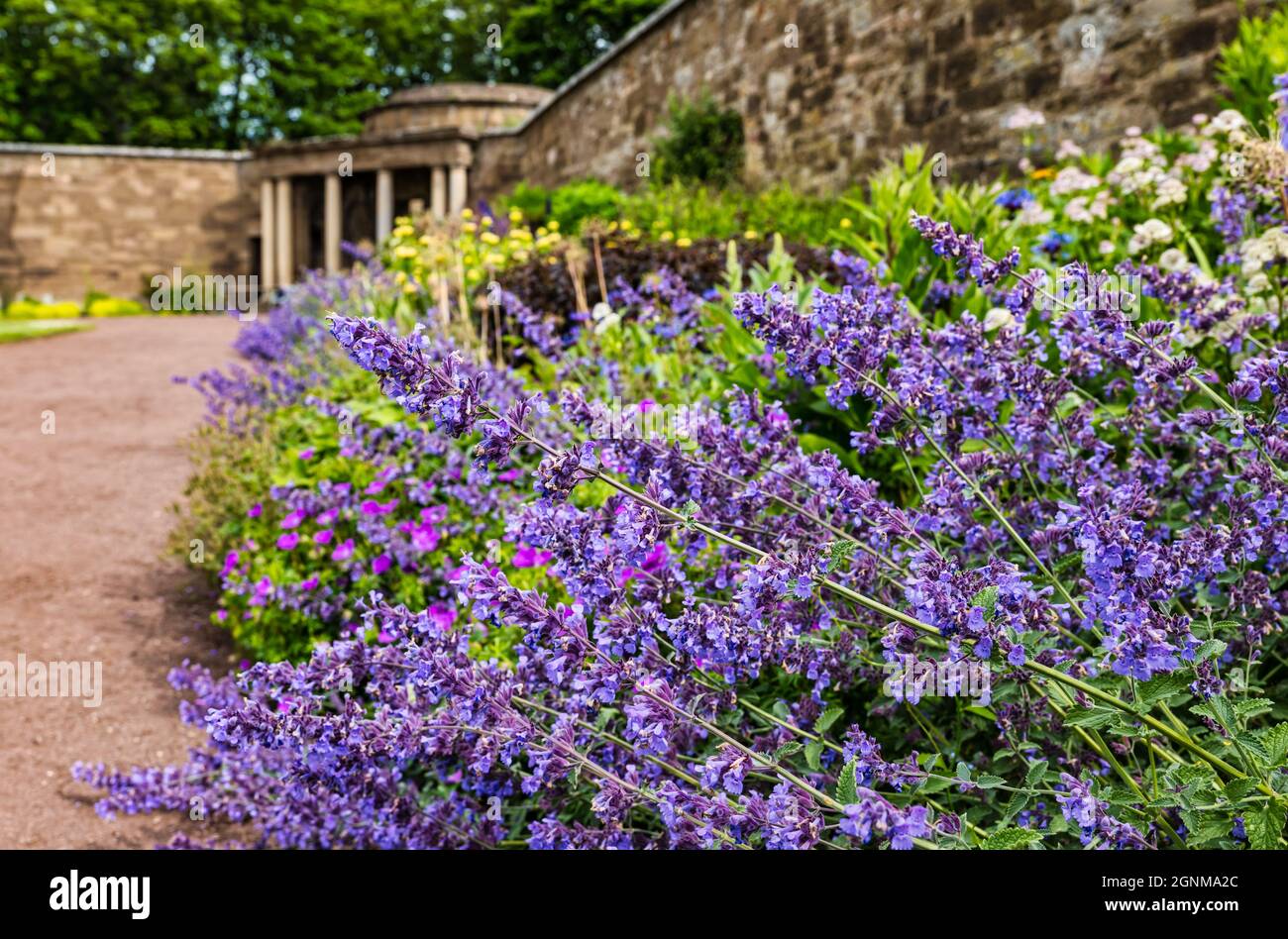 Nepeta flower border hi-res stock photography and images - Alamy