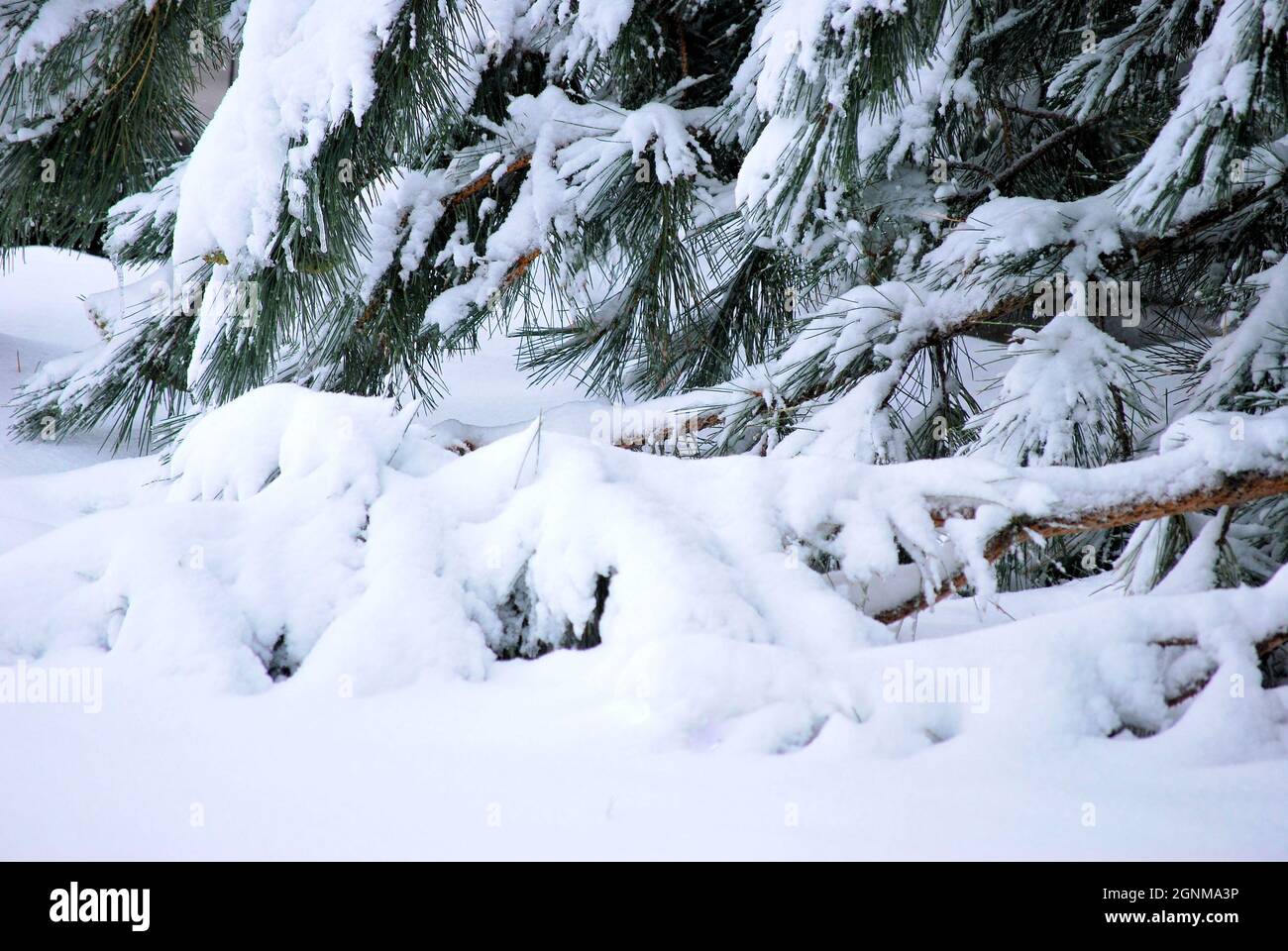 The conifer trees of a winter forest covered in snow and frost Stock ...