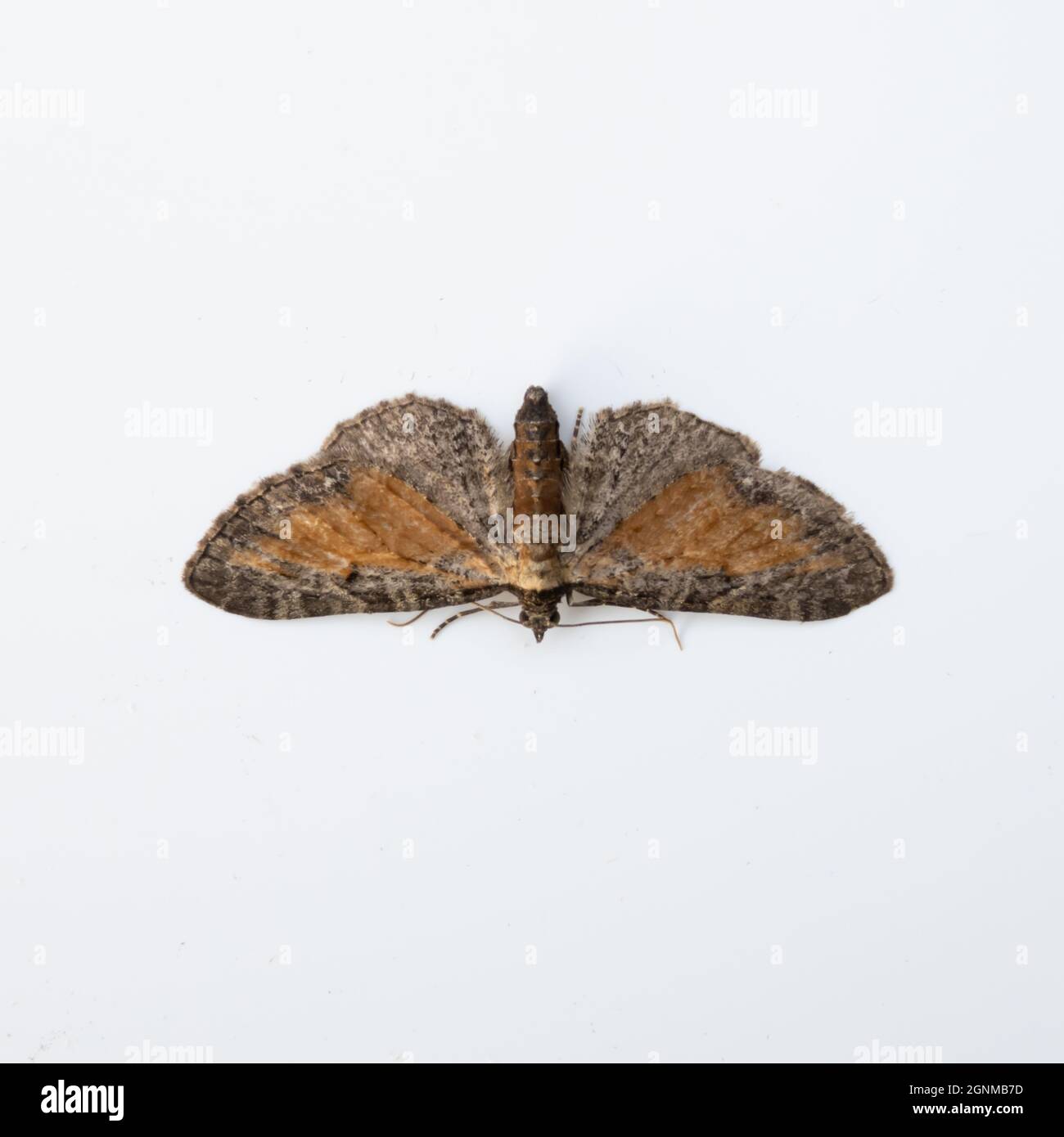 Eupithecia icterata, the Tawny Speckled Pug Moth, on a white background ...