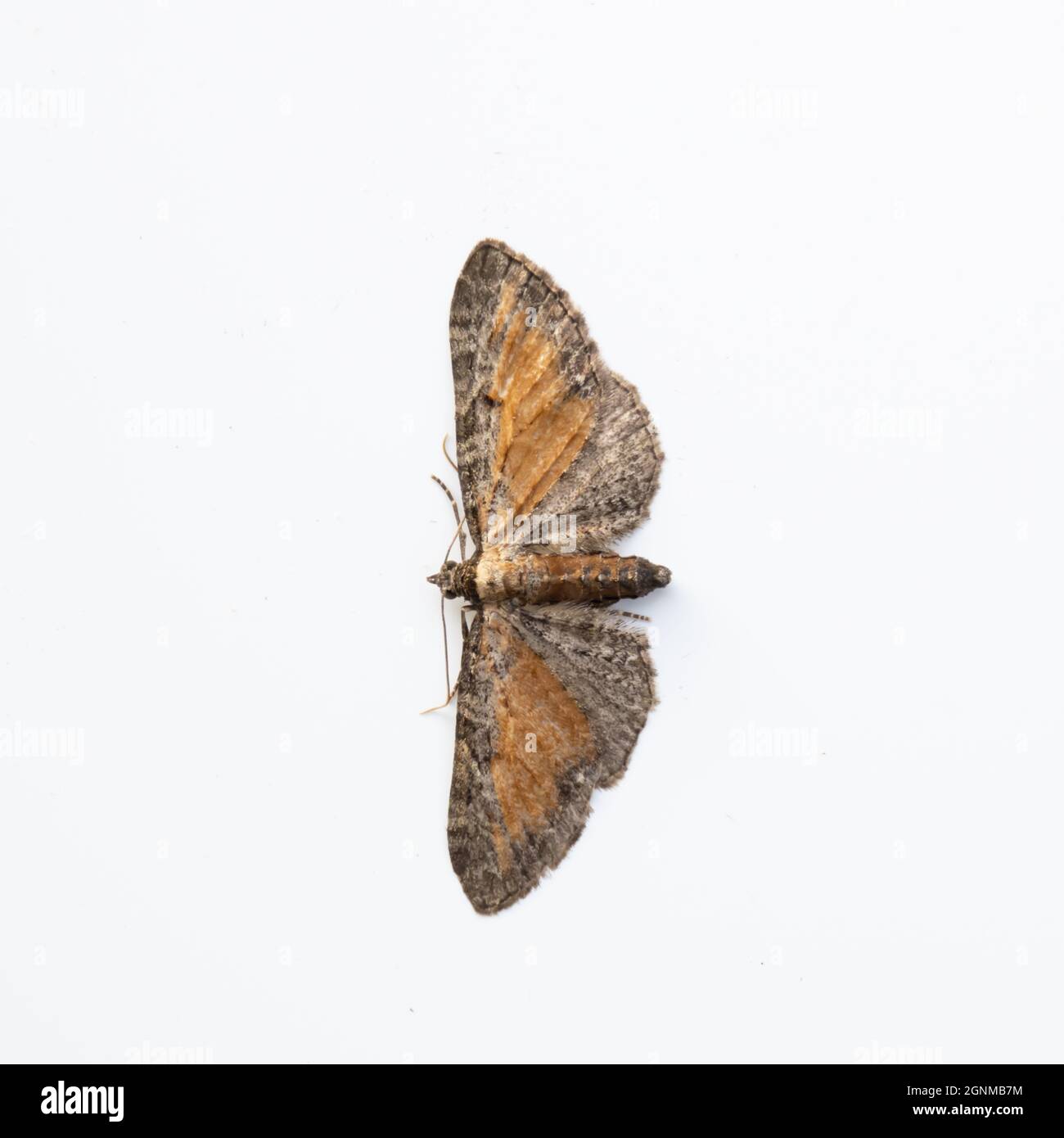 Open moth hi-res stock photography and images - Alamy