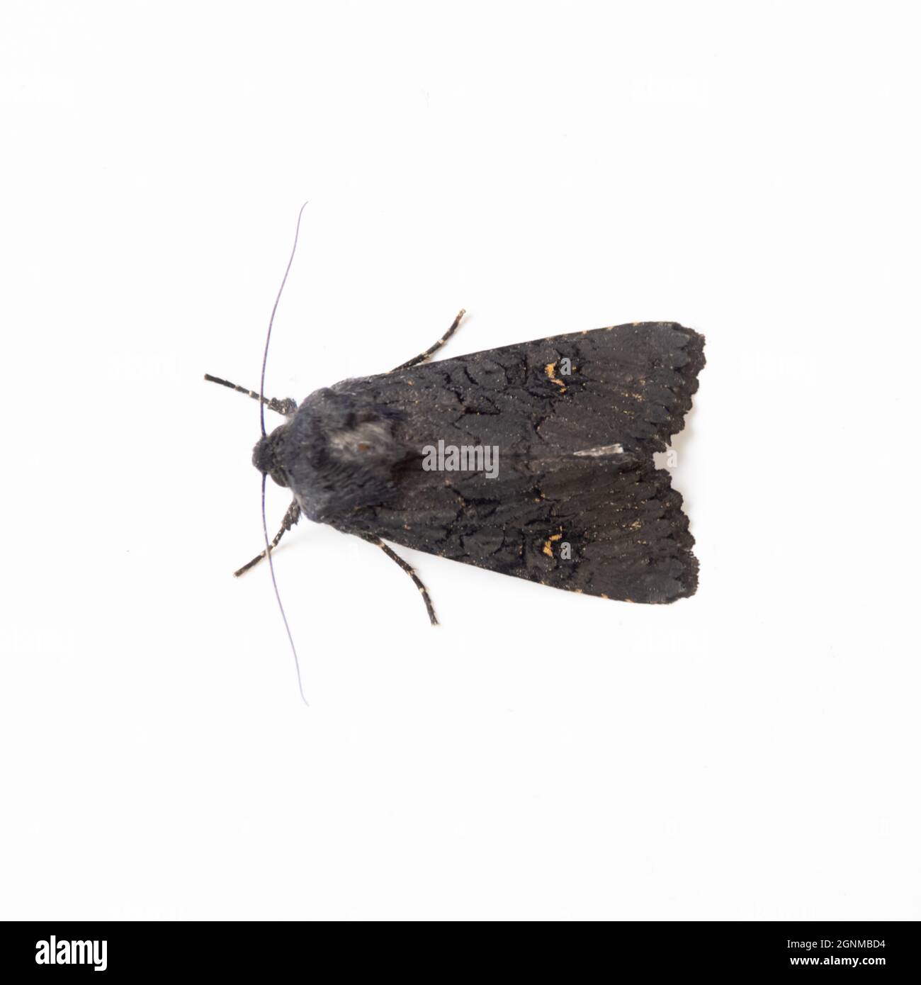 Black rustic moth Cut Out Stock Images & Pictures - Alamy