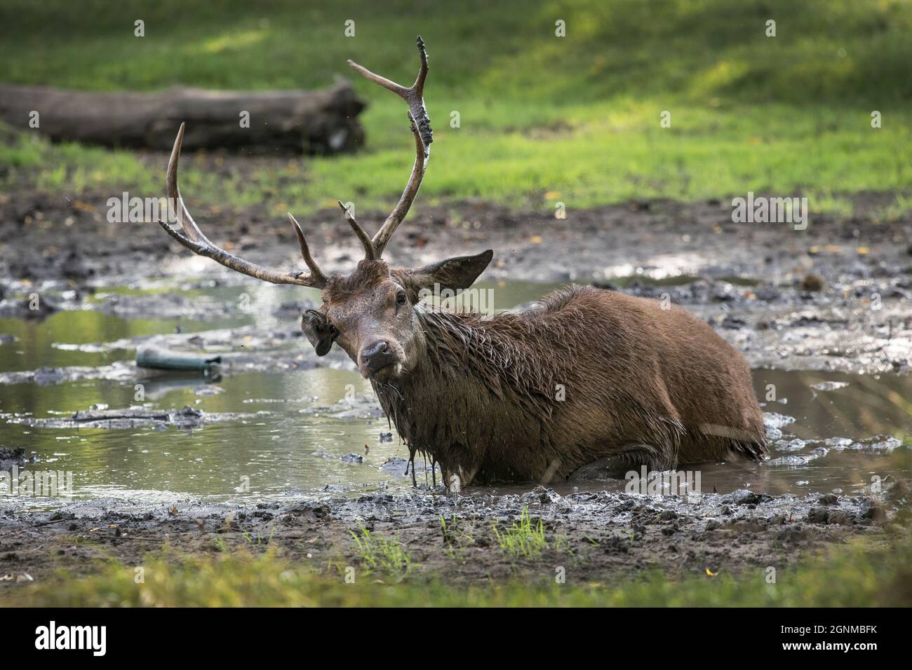Red deer stag getting muddy for rutting Stock Photo - Alamy