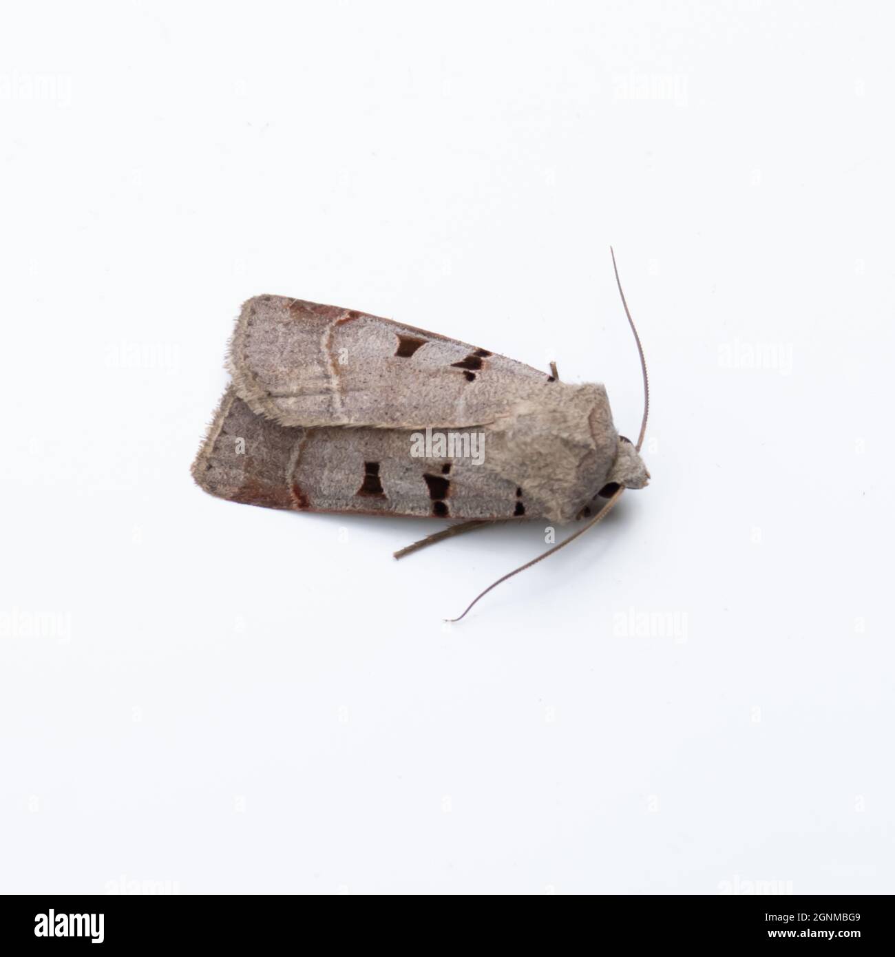 Eugnorisma glareosa, the Autumnal Rustic Moth, on a white background ...