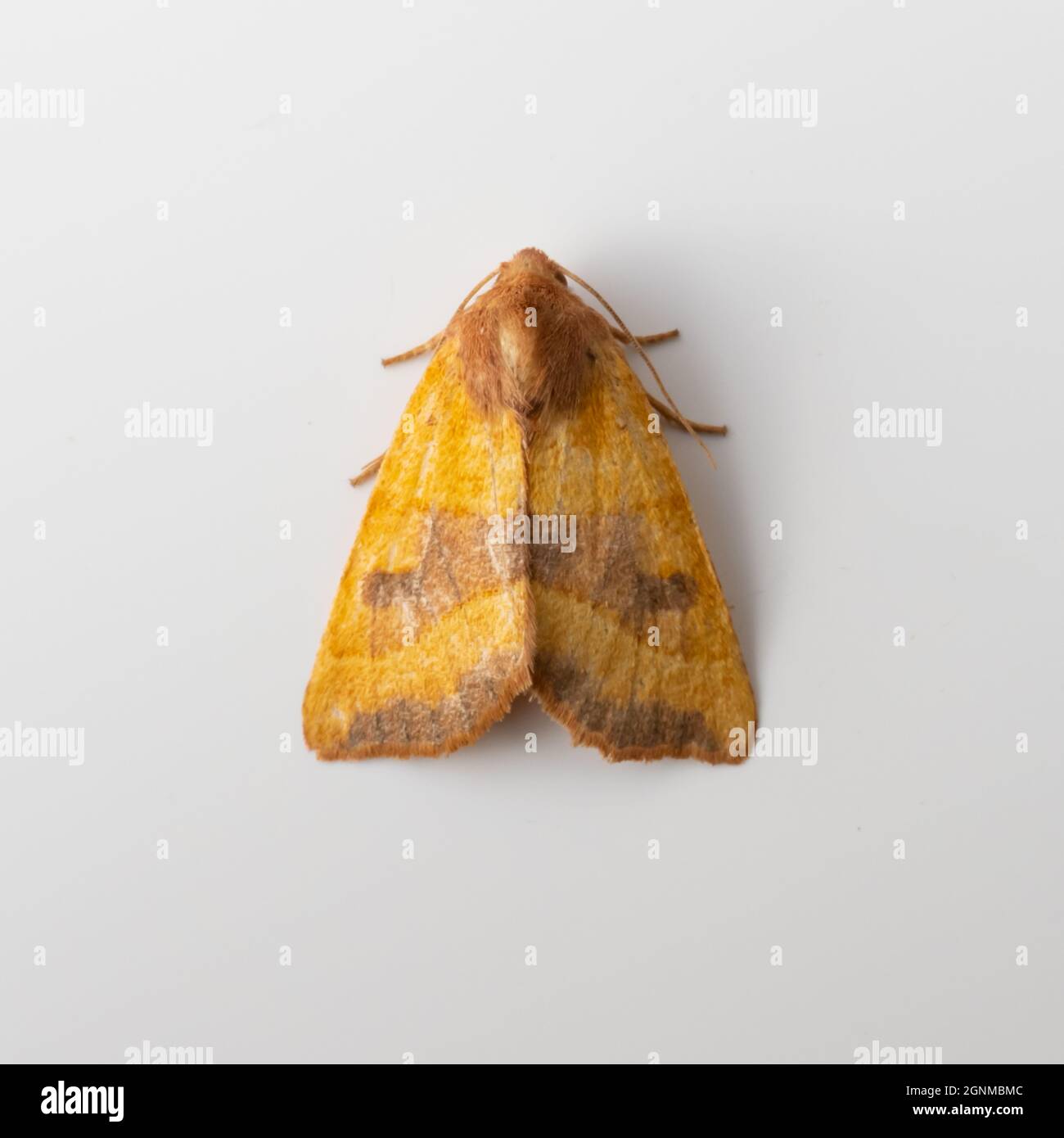 Atethmia centrago, the Centre-barred Sallow Moth, on a white background ...