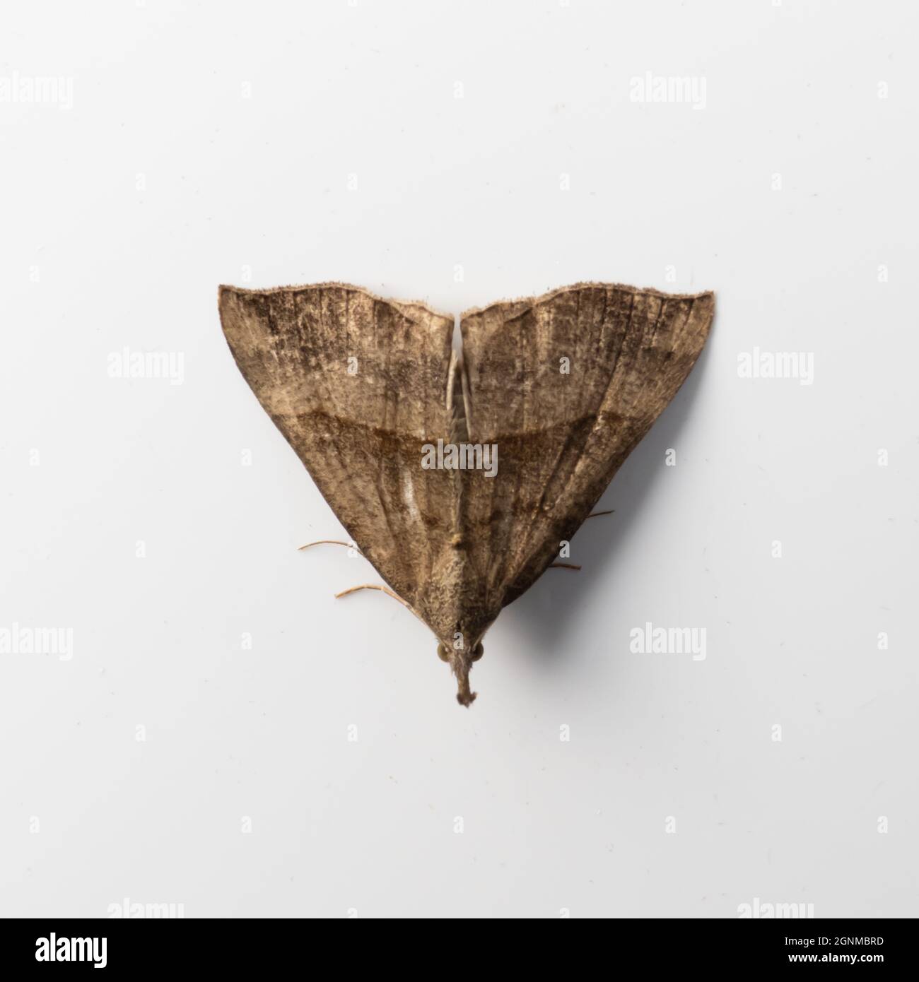 Snout moths hi-res stock photography and images - Alamy