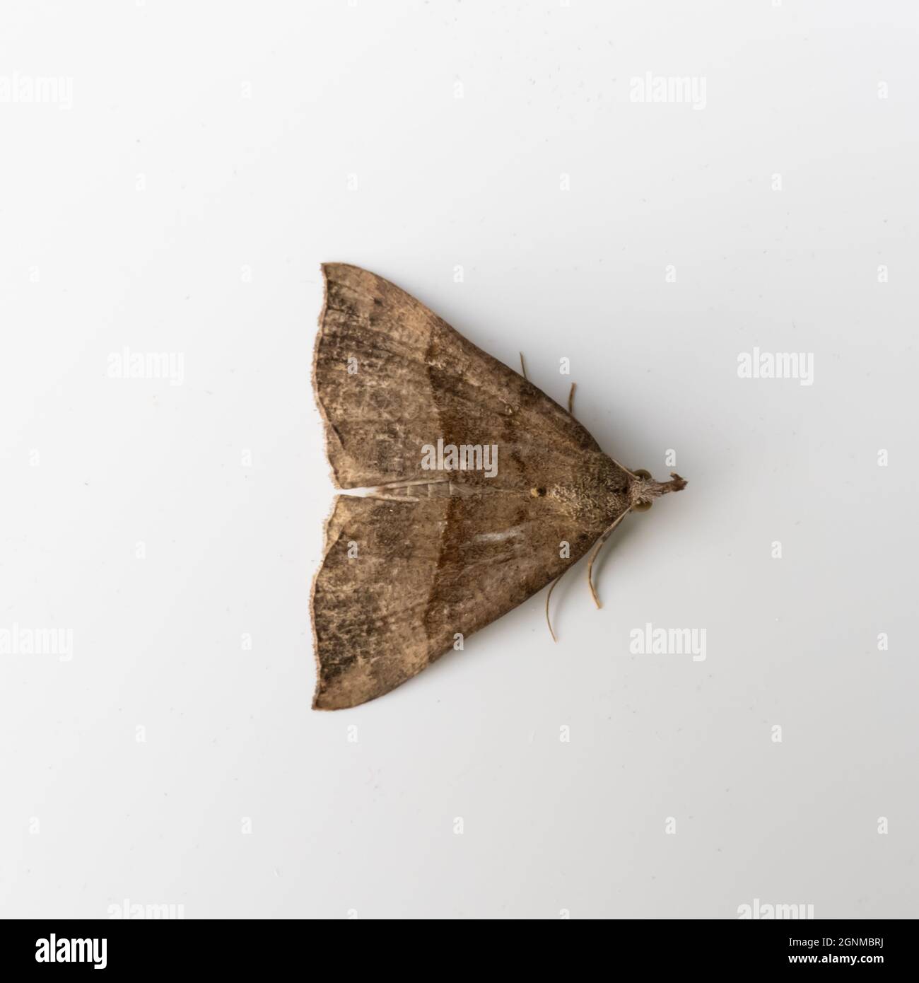 Hypena proboscidalis, the Snout Moth, on a white background Stock Photo ...