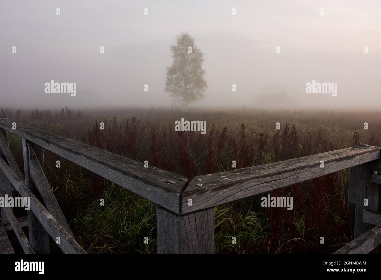 Birch tree and foggy reed landscape in the early morning at ...