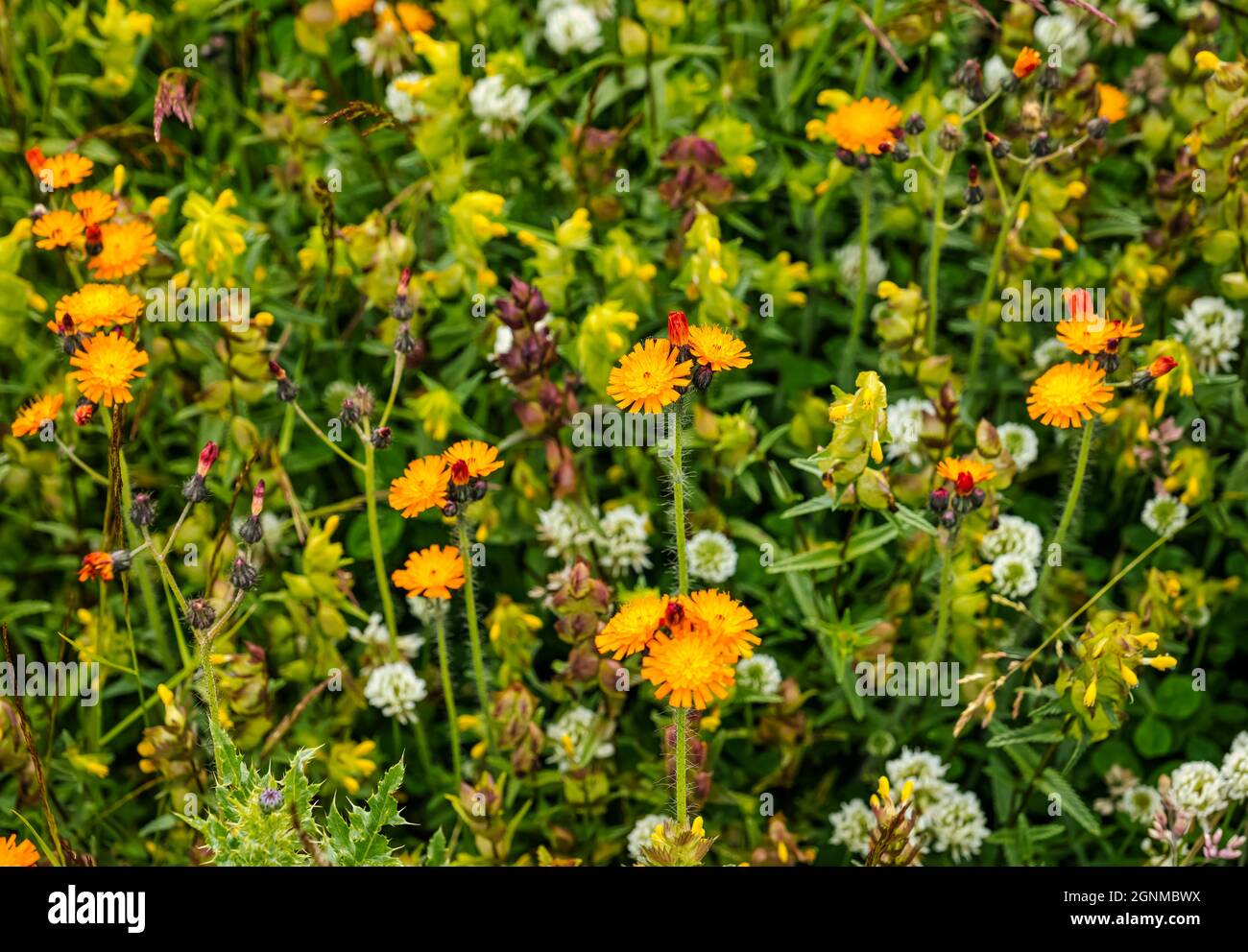 Orange flowers known as fox and cubs or Pilosella aurantiaca, East ...