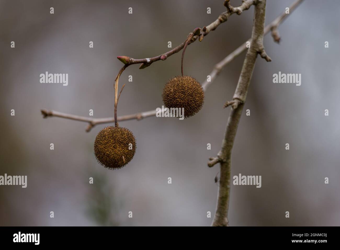 Fuzzy ball in tree hi-res stock photography and images - Alamy