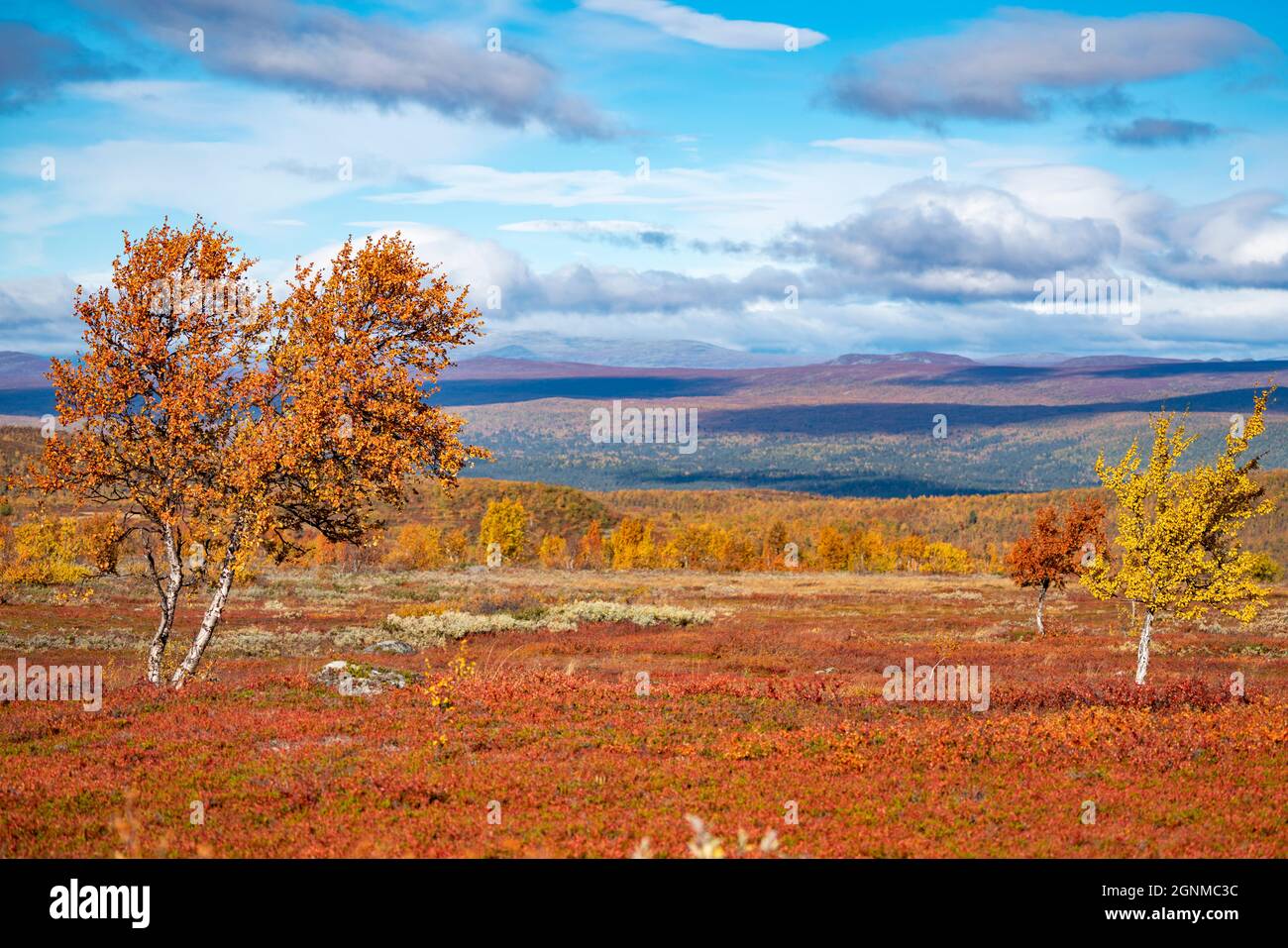 Red and Yellow isolated coloured Trees in the Autumn hills of Sweden ...