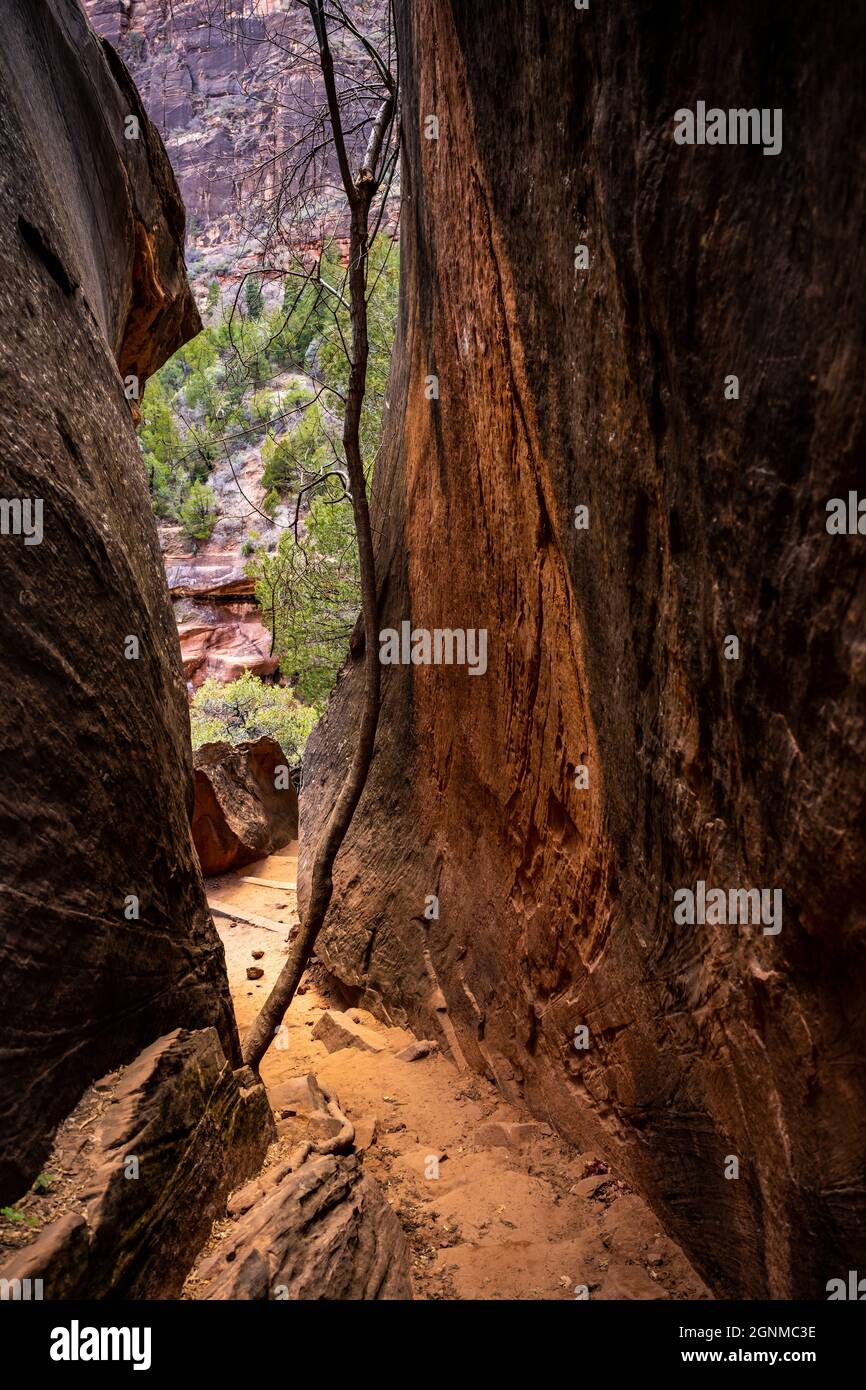 Narrow Trail Cuts Through Tall Rock Walls In Zion National Park Stock ...