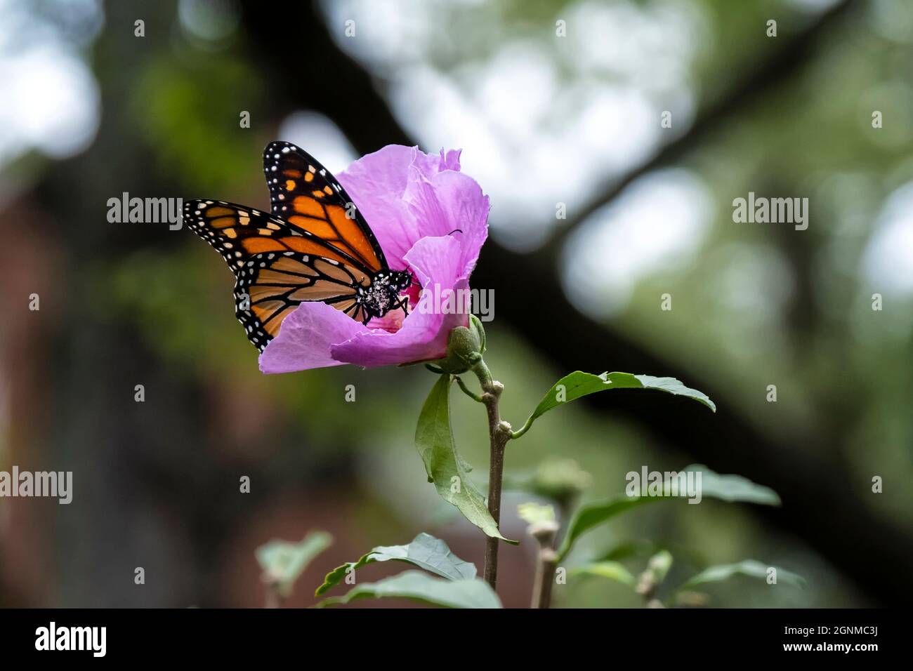 Monarch butterfly covered in pollen from Rose of Sharon flower Stock ...