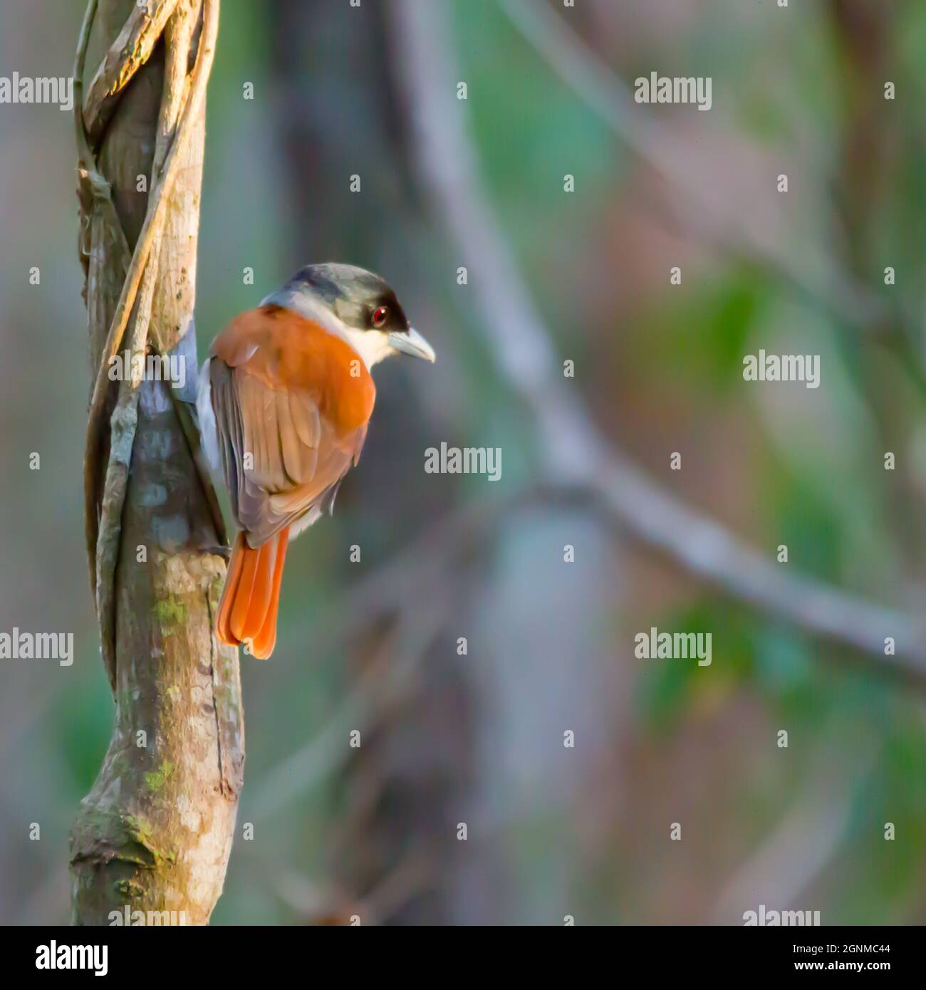 The Rufous Vanga, Schetba rufa, is a member of the Vangidae family ...