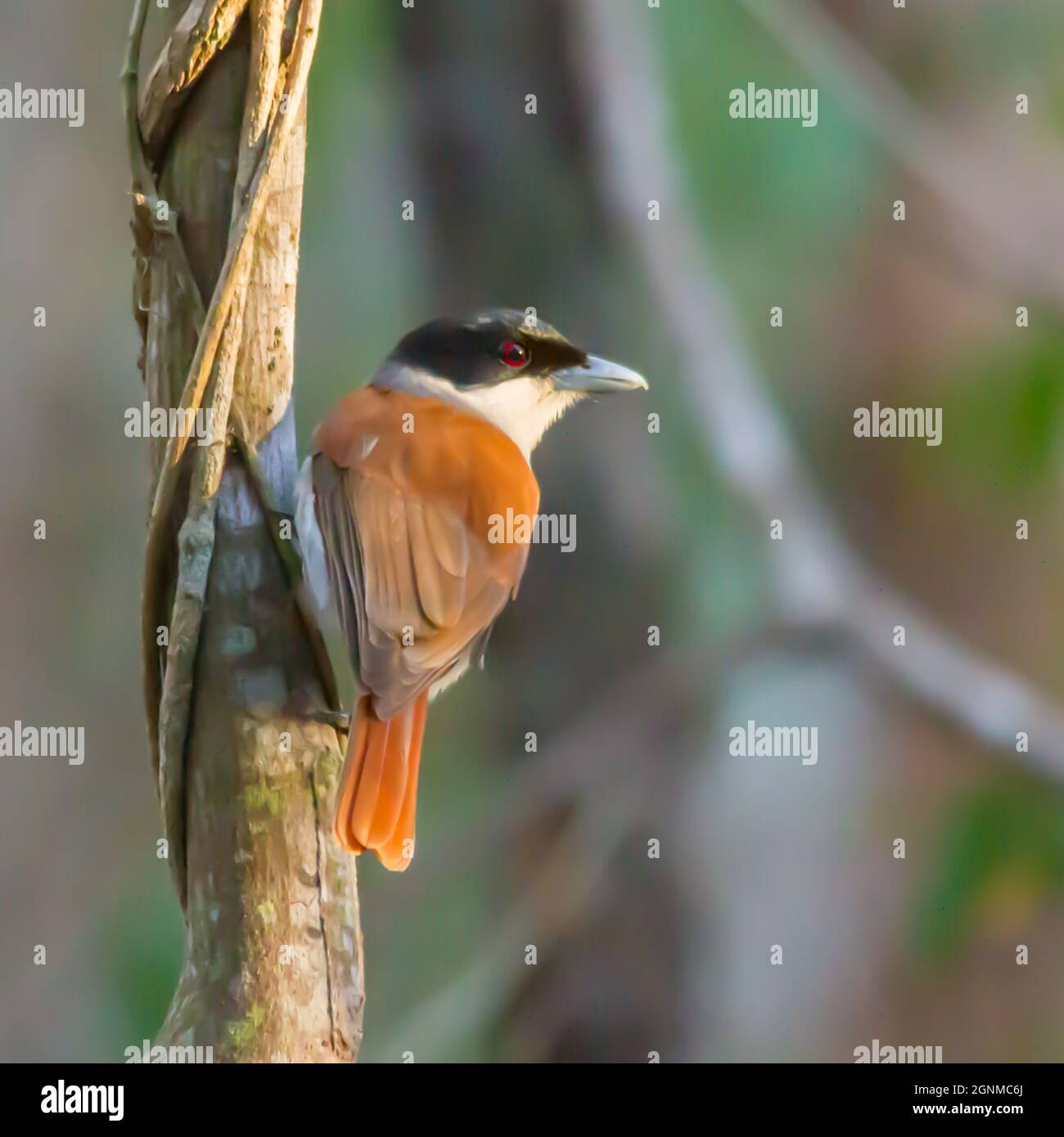 The Rufous Vanga, Schetba rufa, is a member of the Vangidae family ...