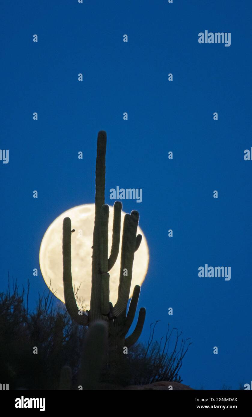 Full moon rising behind saguaro cactus Stock Photo - Alamy