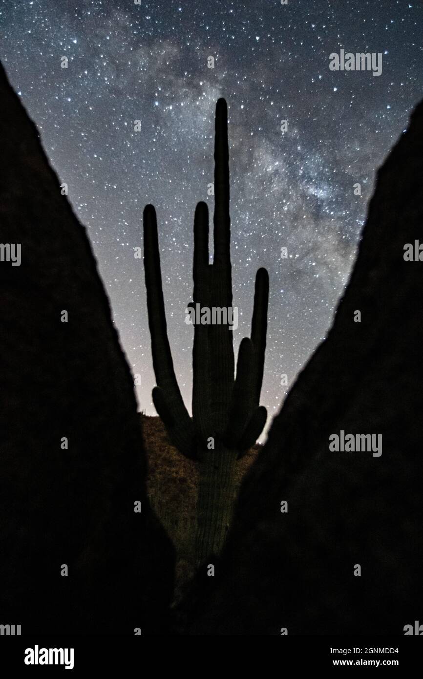 Saguaro Cactus and the Milky Way Stock Photo - Alamy